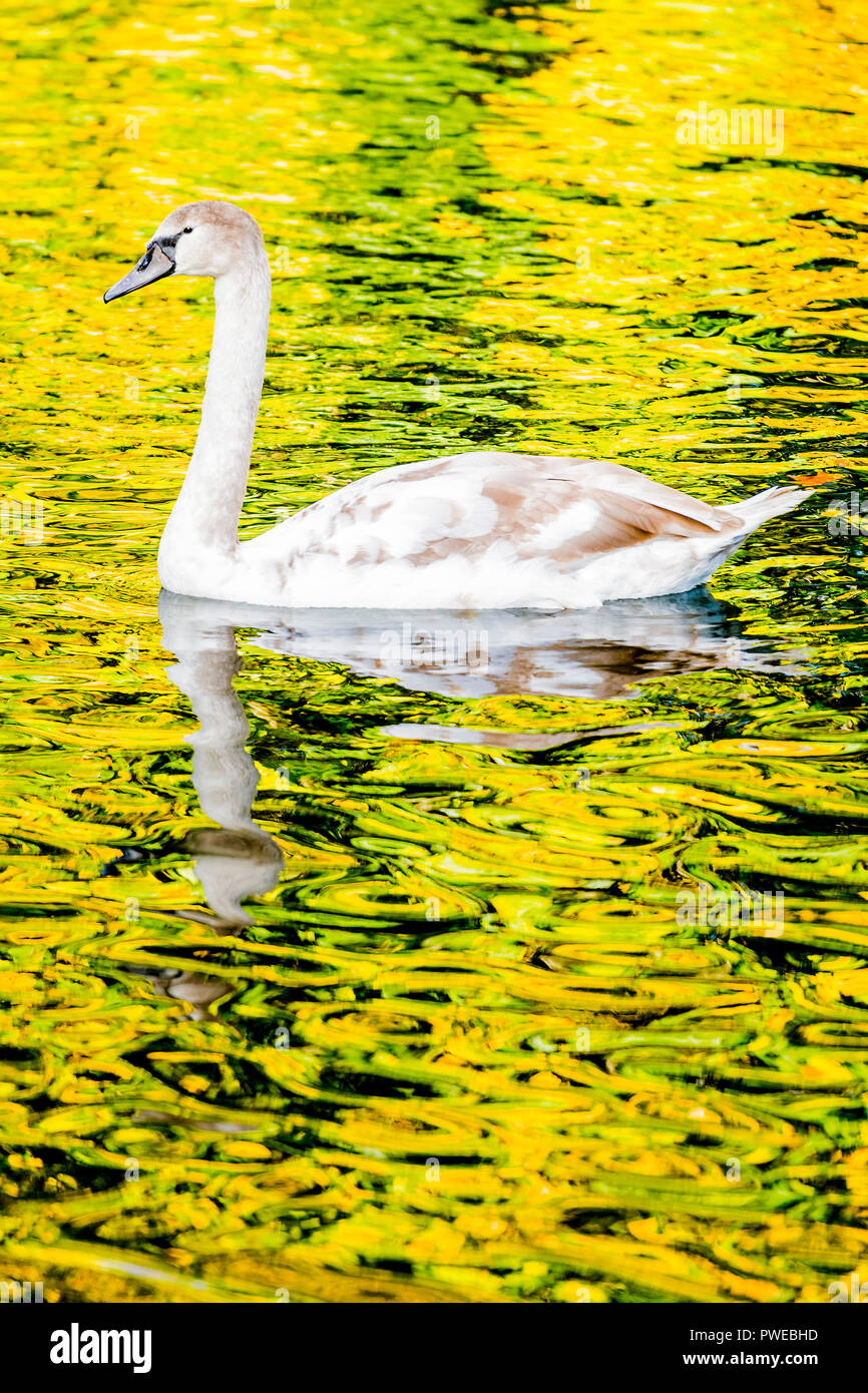 Swans with sygnets hi-res stock photography and images - Alamy