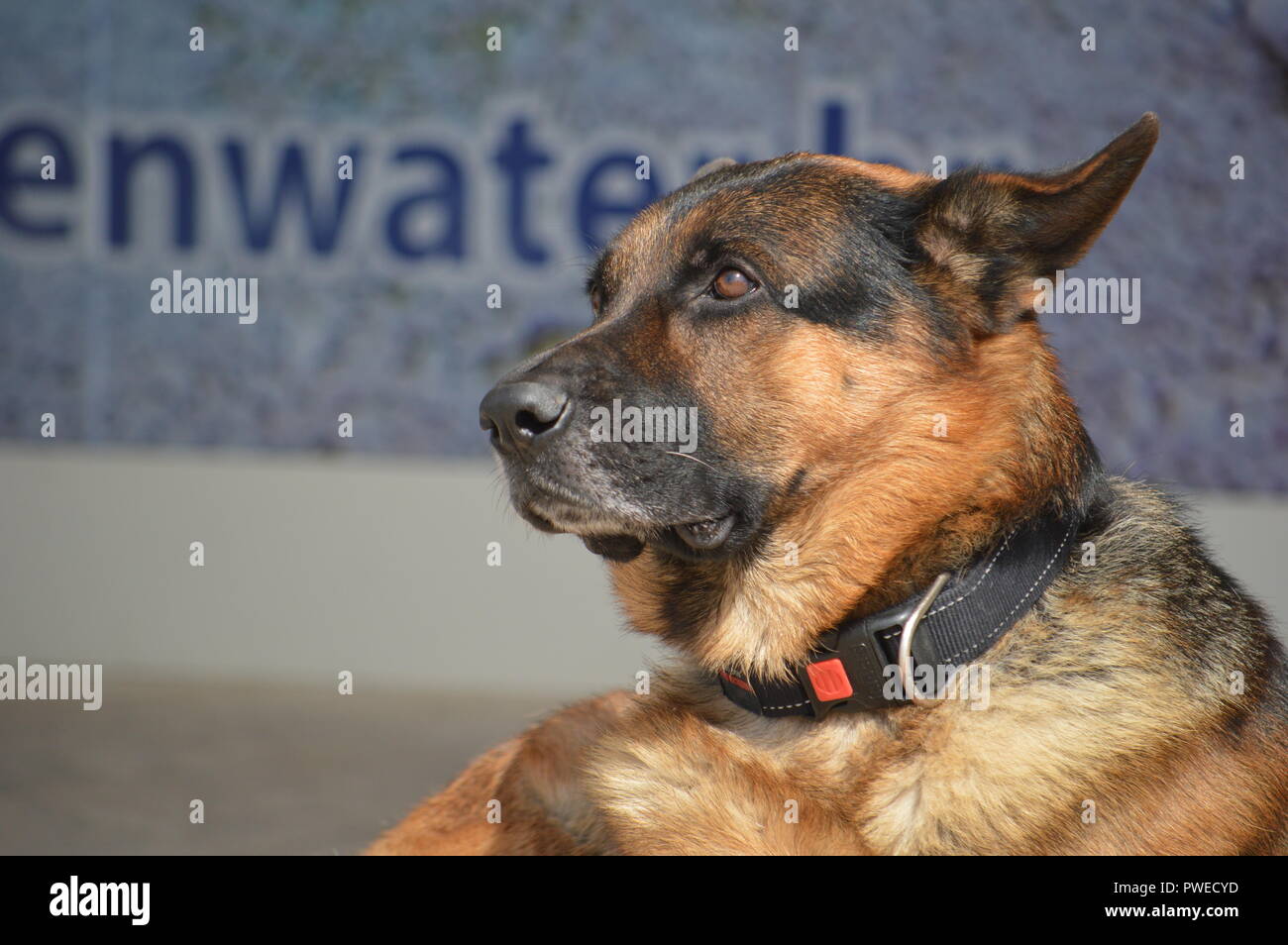 Rest dog hi-res stock photography and images - Alamy