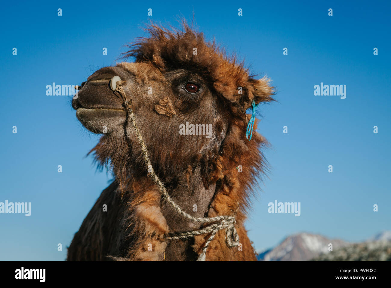 Closeup portrait of a Mongolian, Bactrian camel outside with blue sky ...