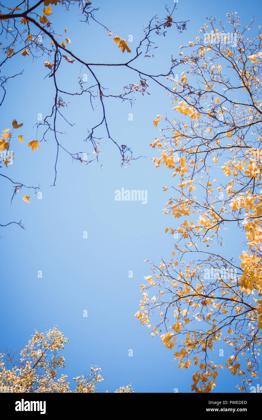 Maple picture hi-res stock photography and images - Alamy