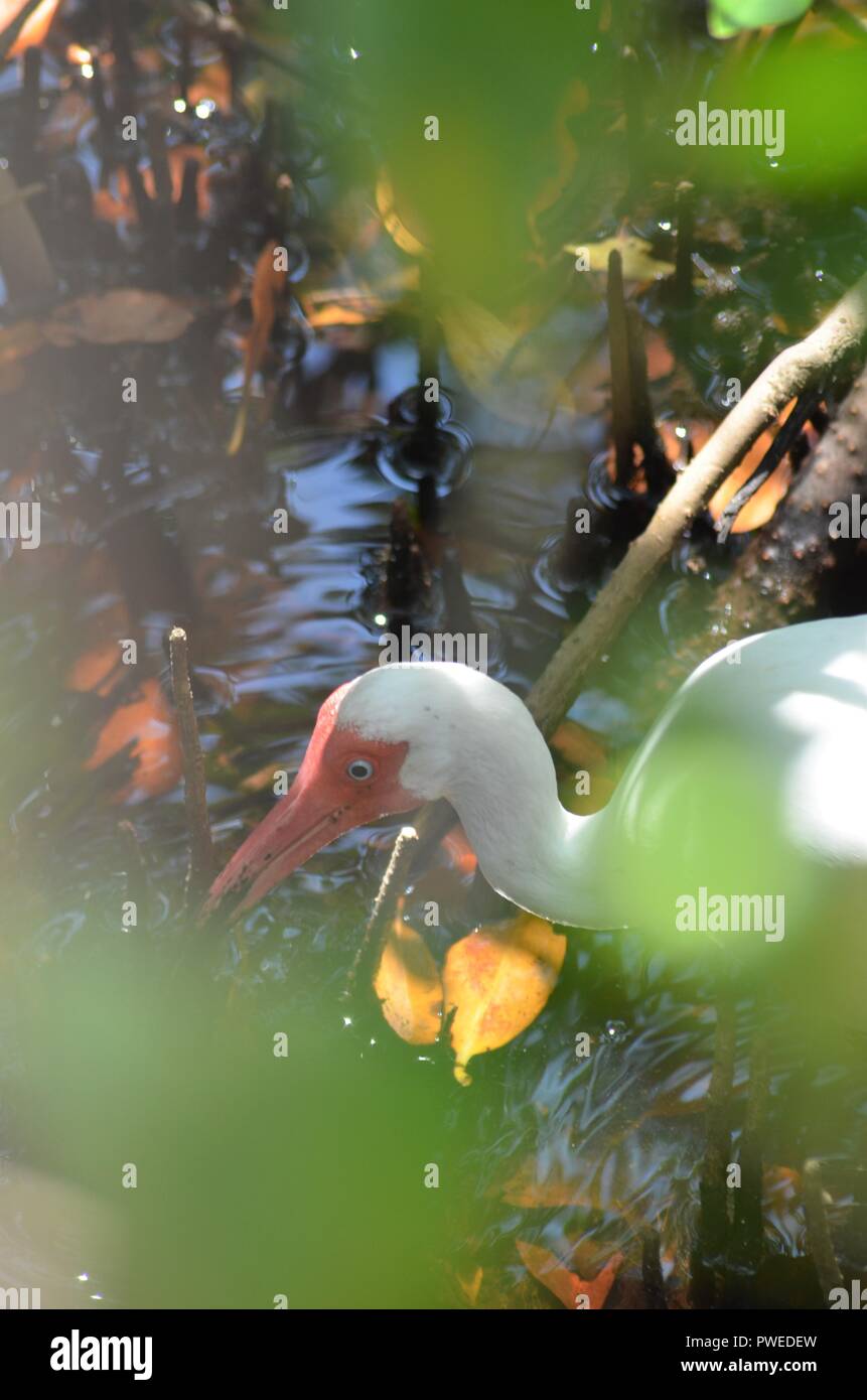 White Ibis Eating Stock Photo - Alamy