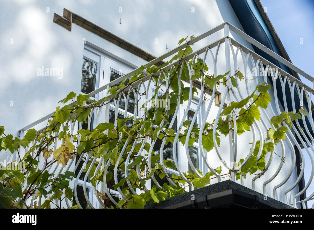 Grapevine growing along a balcony in autumn fall UK Stock Photo - Alamy