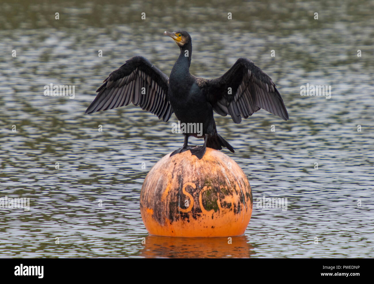 Cormorant drying wet feathers hi-res stock photography and images - Alamy