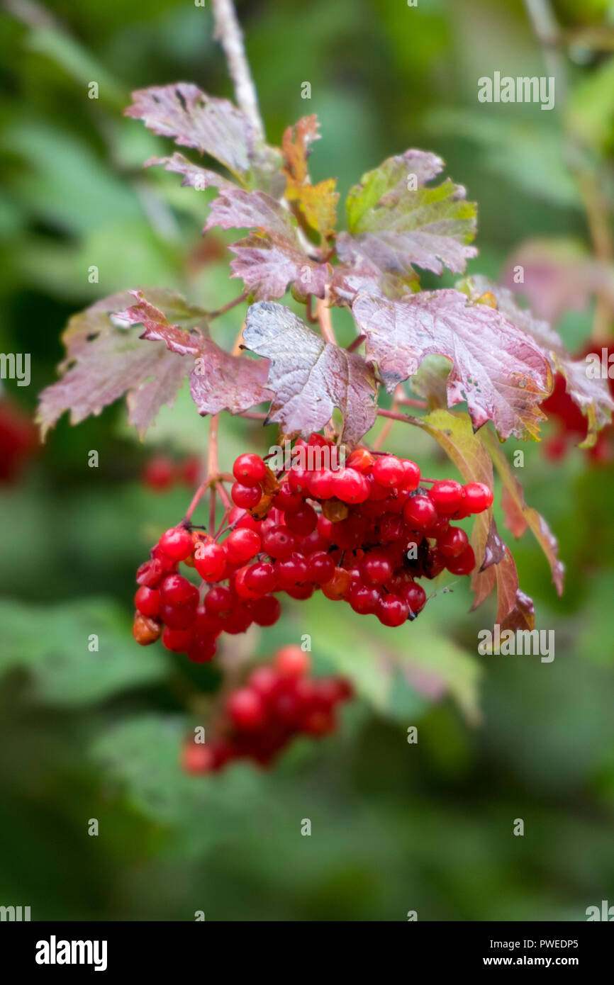 Bright red berries on a guelder rose shrub Stock Photo - Alamy
