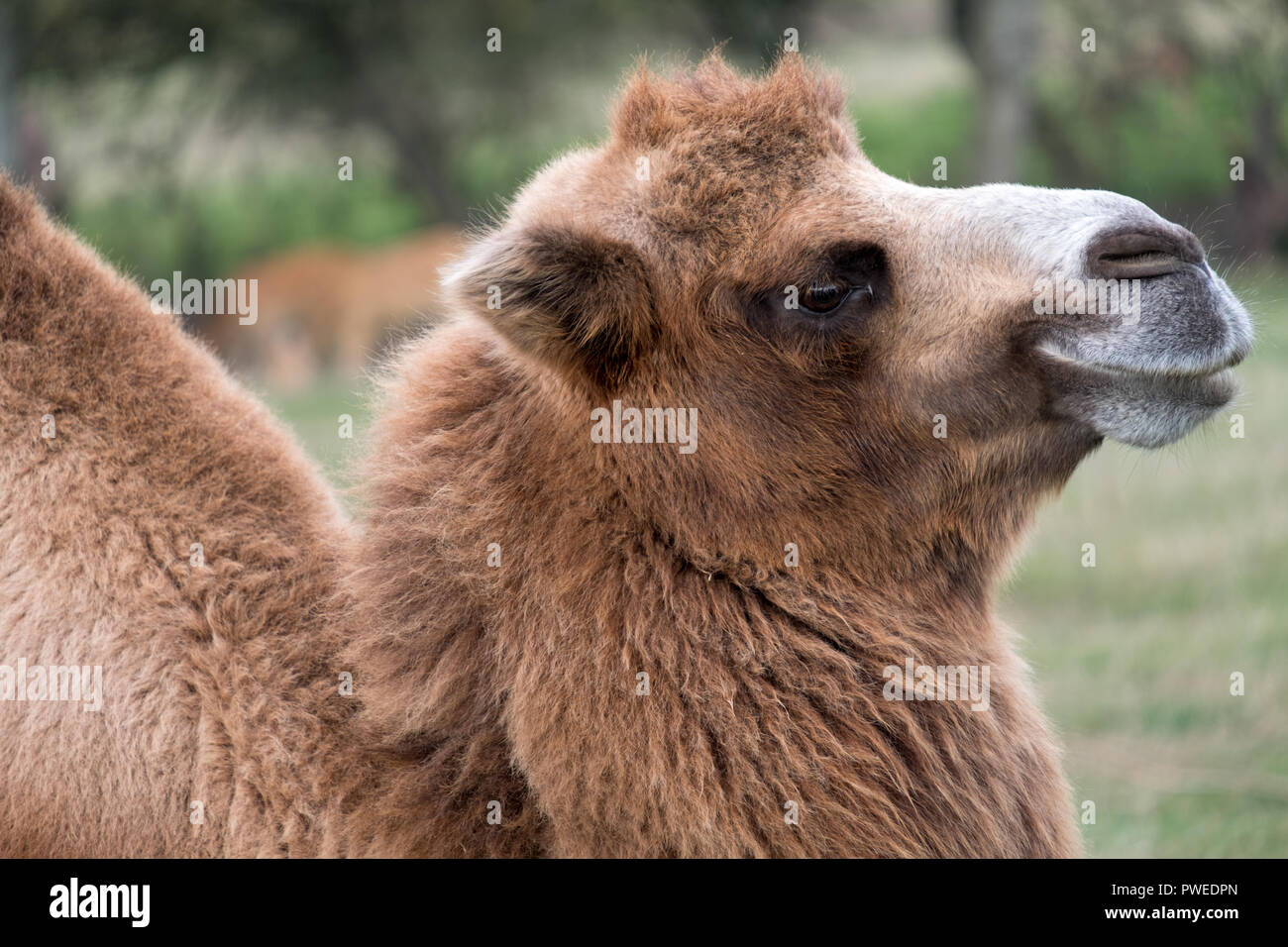 Two humped brown furry bactrian camel photographed at Port Lympne ...