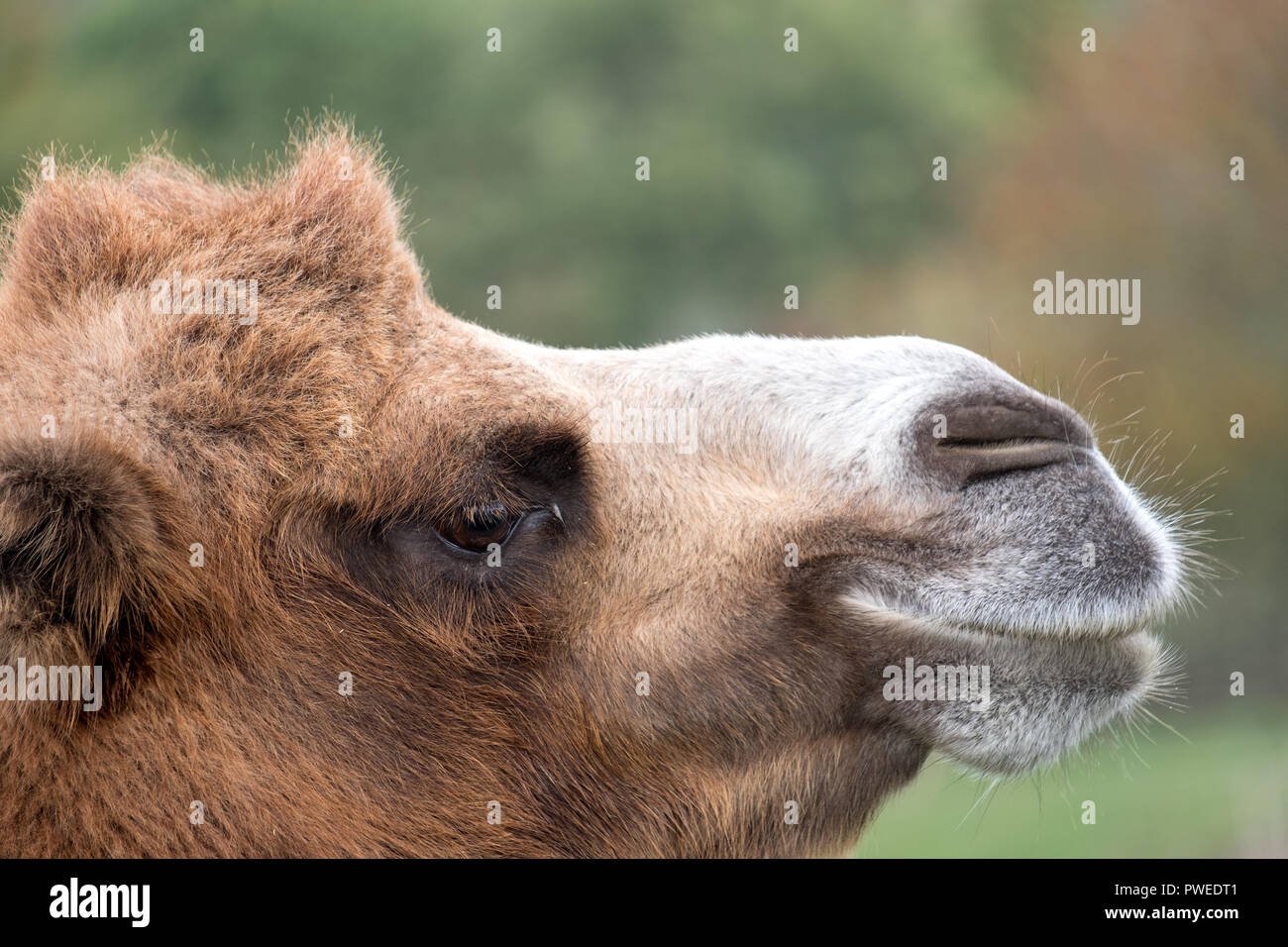 Two humped brown furry bactrian camel photographed at Port Lympne ...