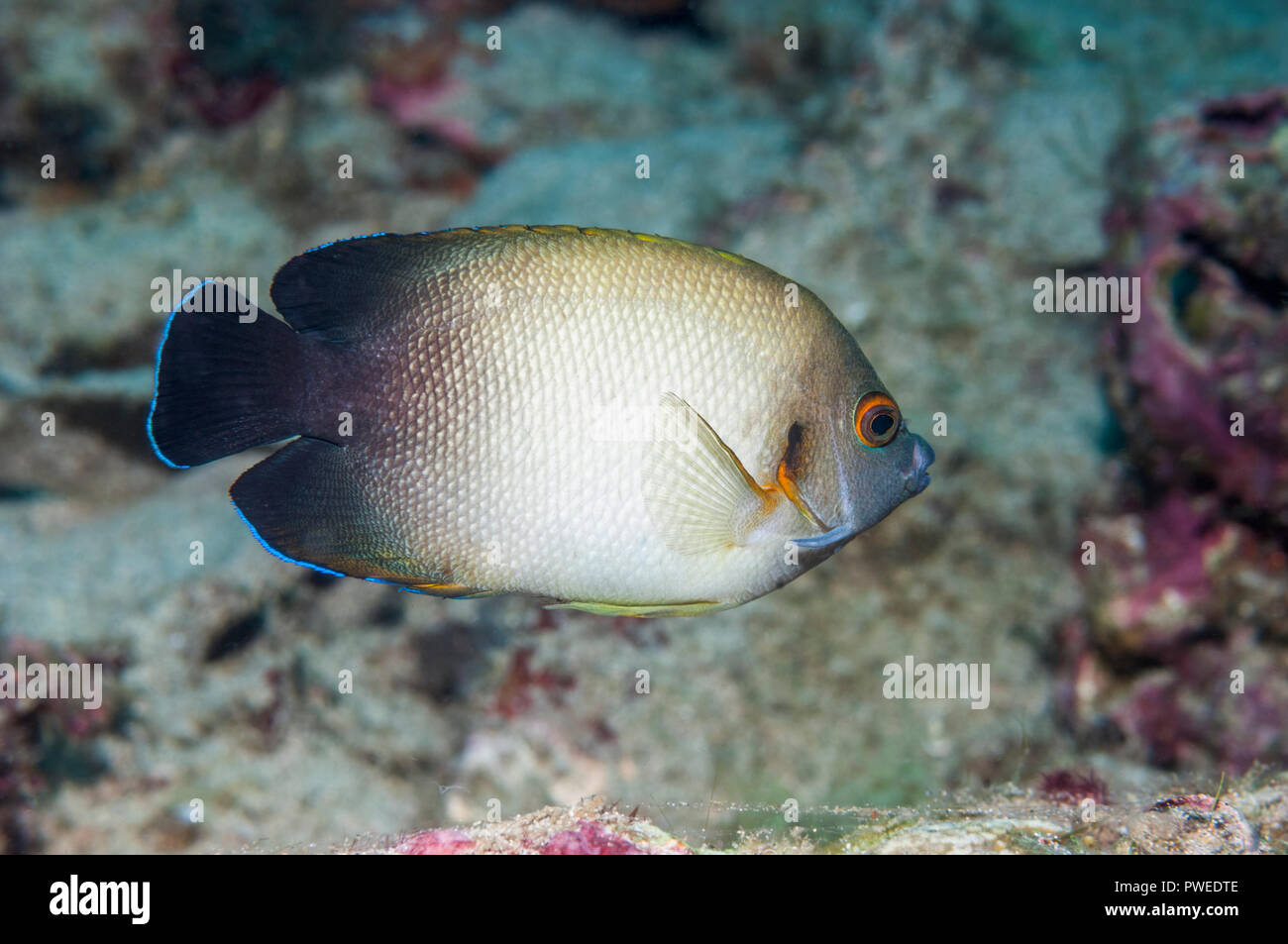 Pearlscale angelfish or Half black angelfish [Centropyge vrolikii ...