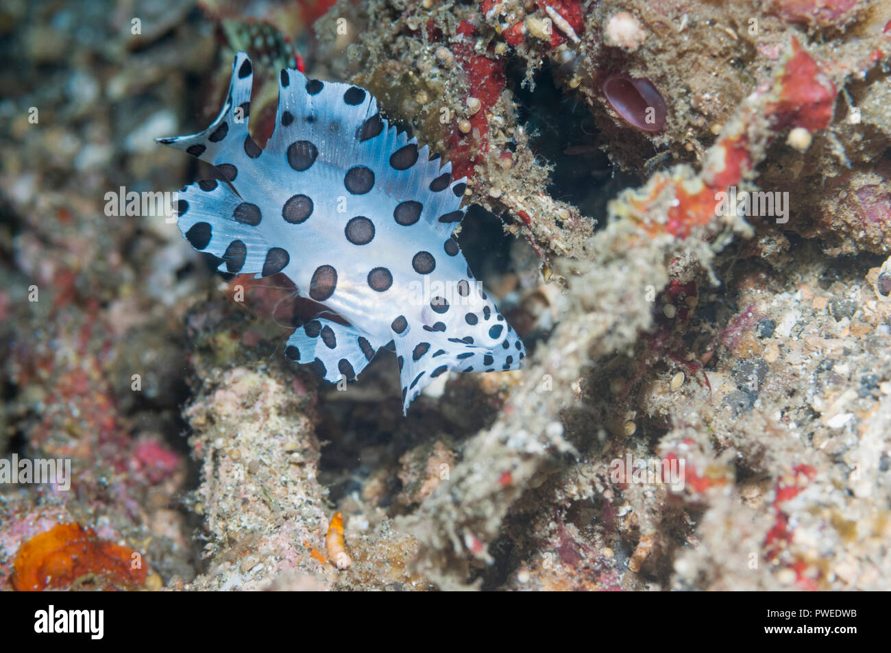 Barramundi cod [Chromileptes altivelis] juvenile. Lembeh Strait, North ...