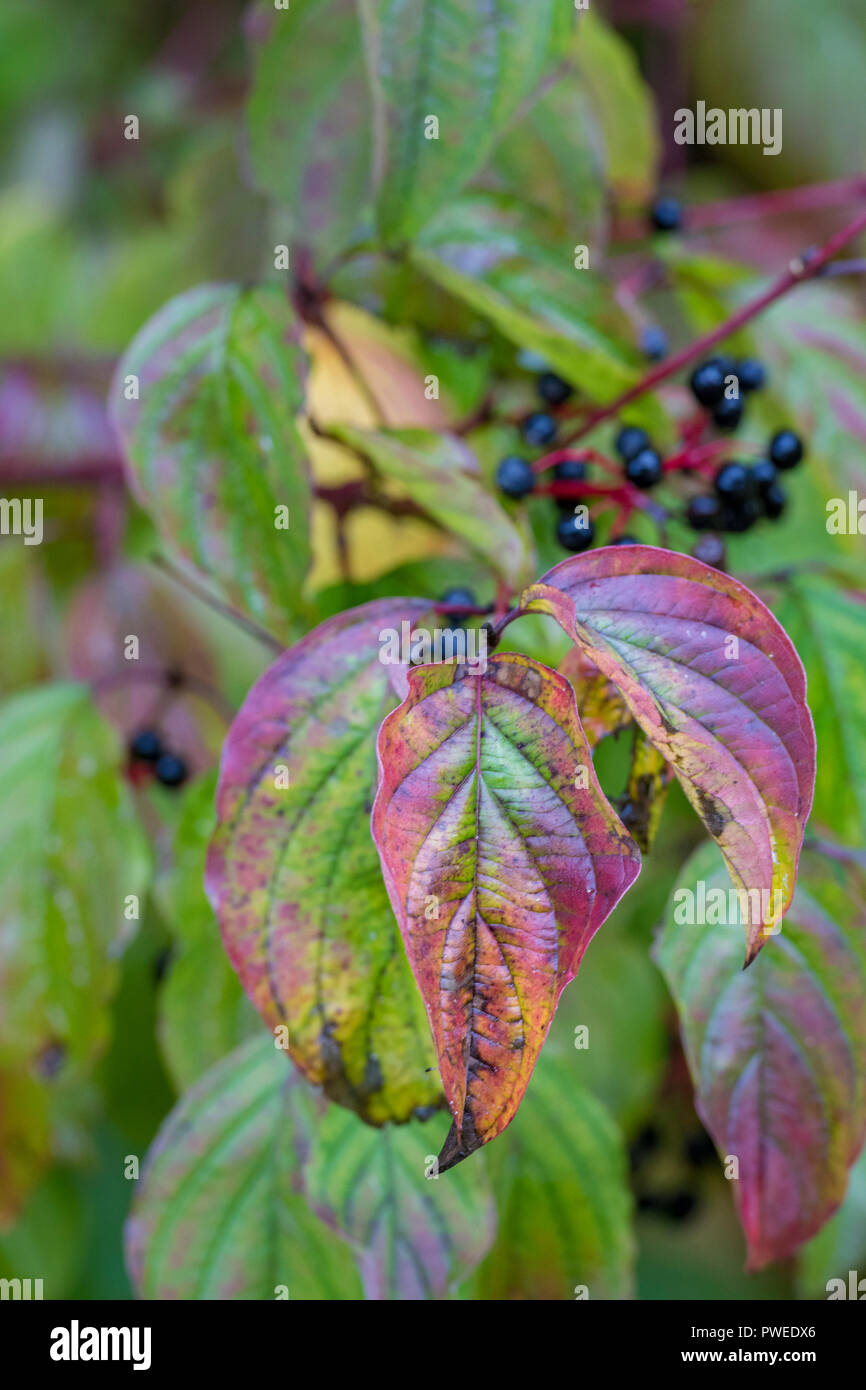 red osler dogwood berries on a tree with beautifully coloured autumn ...