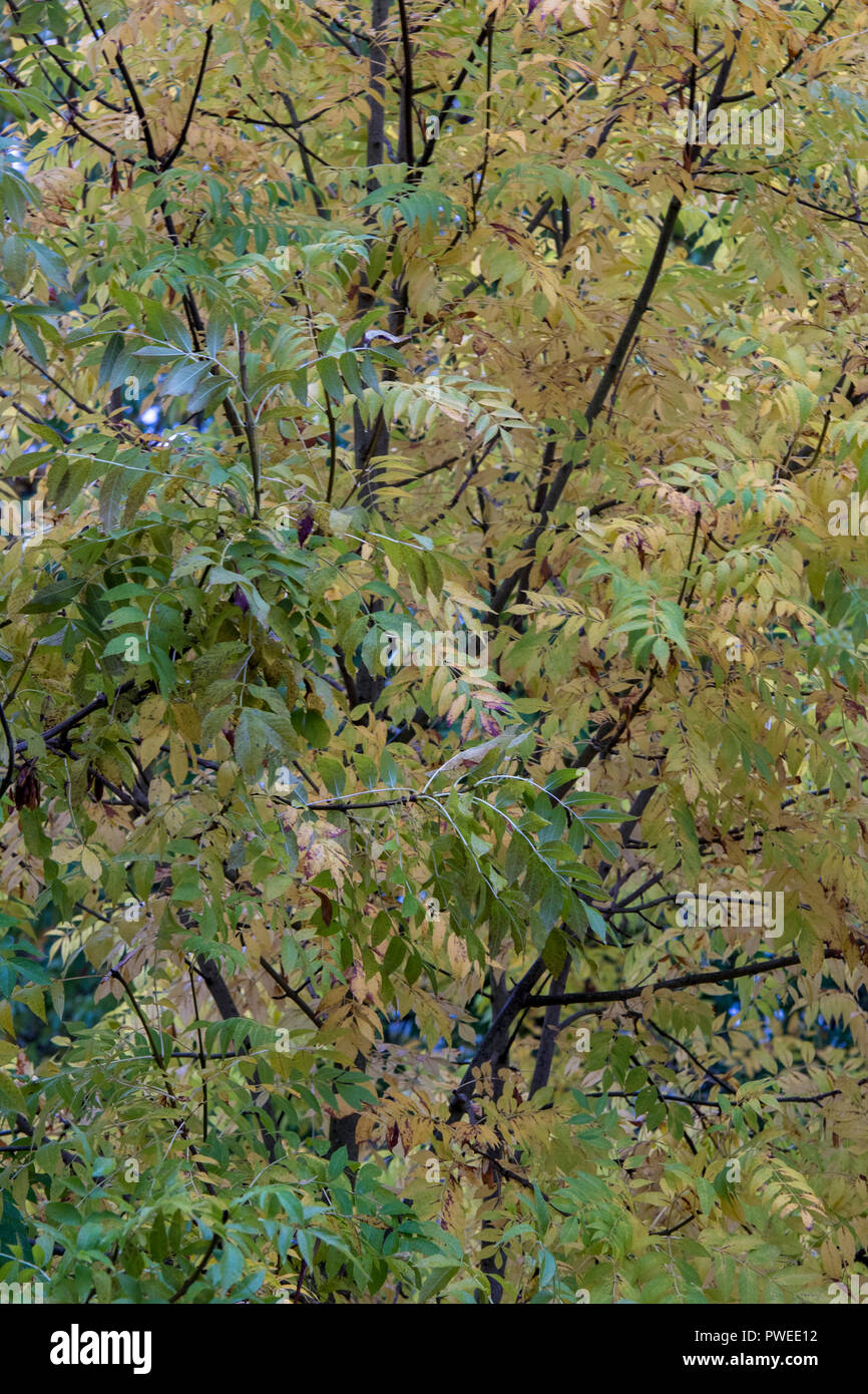 Common Ash tree in autumn in Nene Park, Peterborough, green and yellow ...
