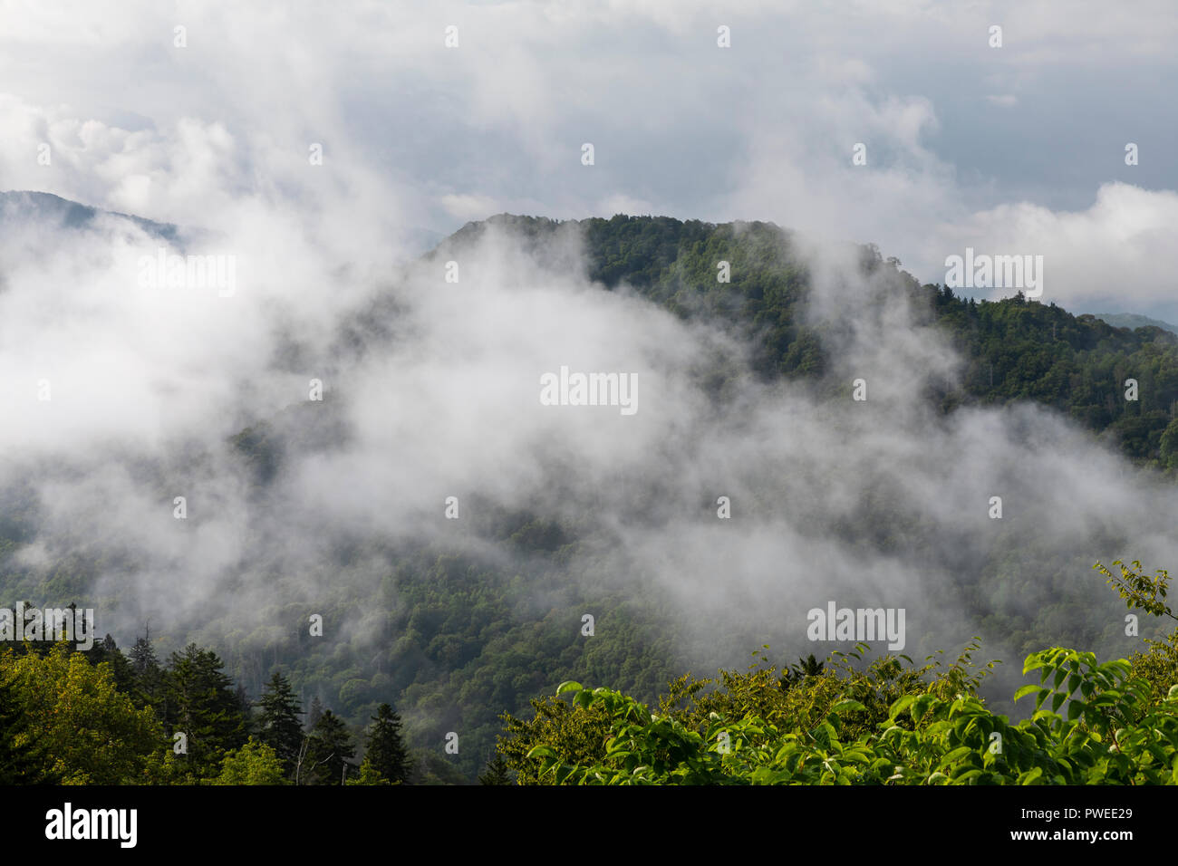 Great smoky mountains fog green trees hi-res stock photography and ...