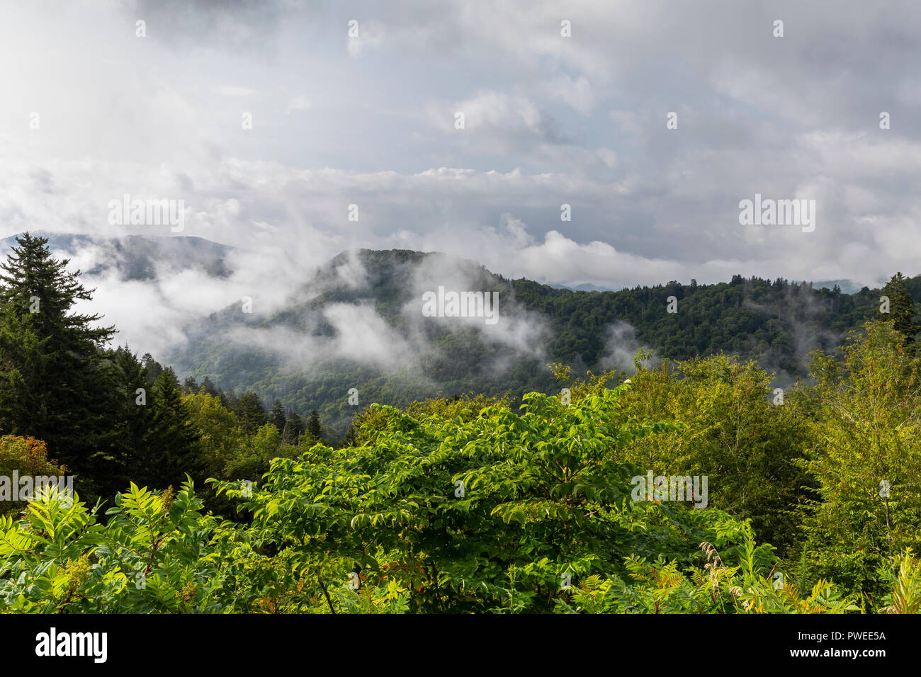 Great smoky mountains fog green trees hi-res stock photography and ...