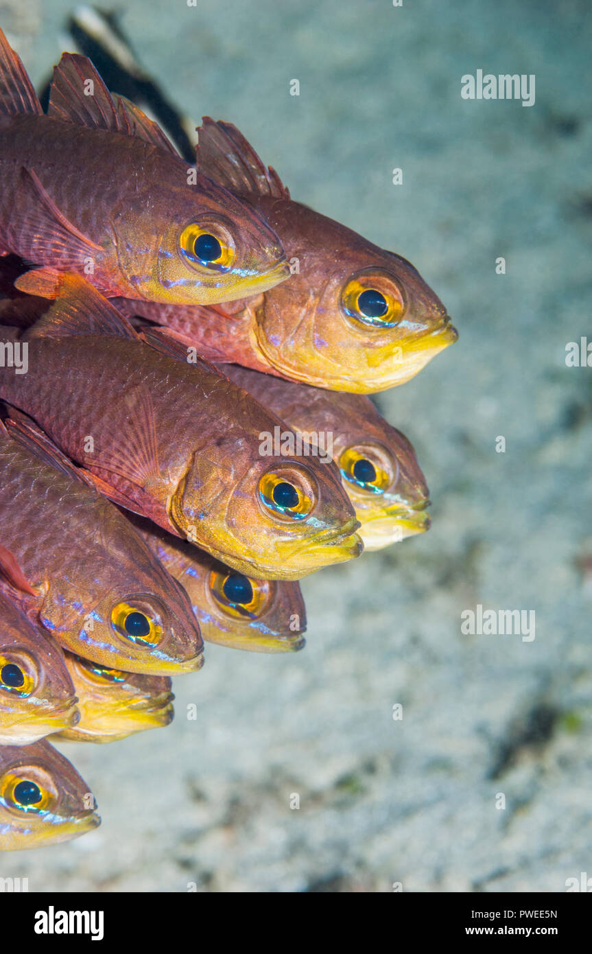 Yellowlined cardinalfish [Apogon chrysotaenia] in a tight little school ...