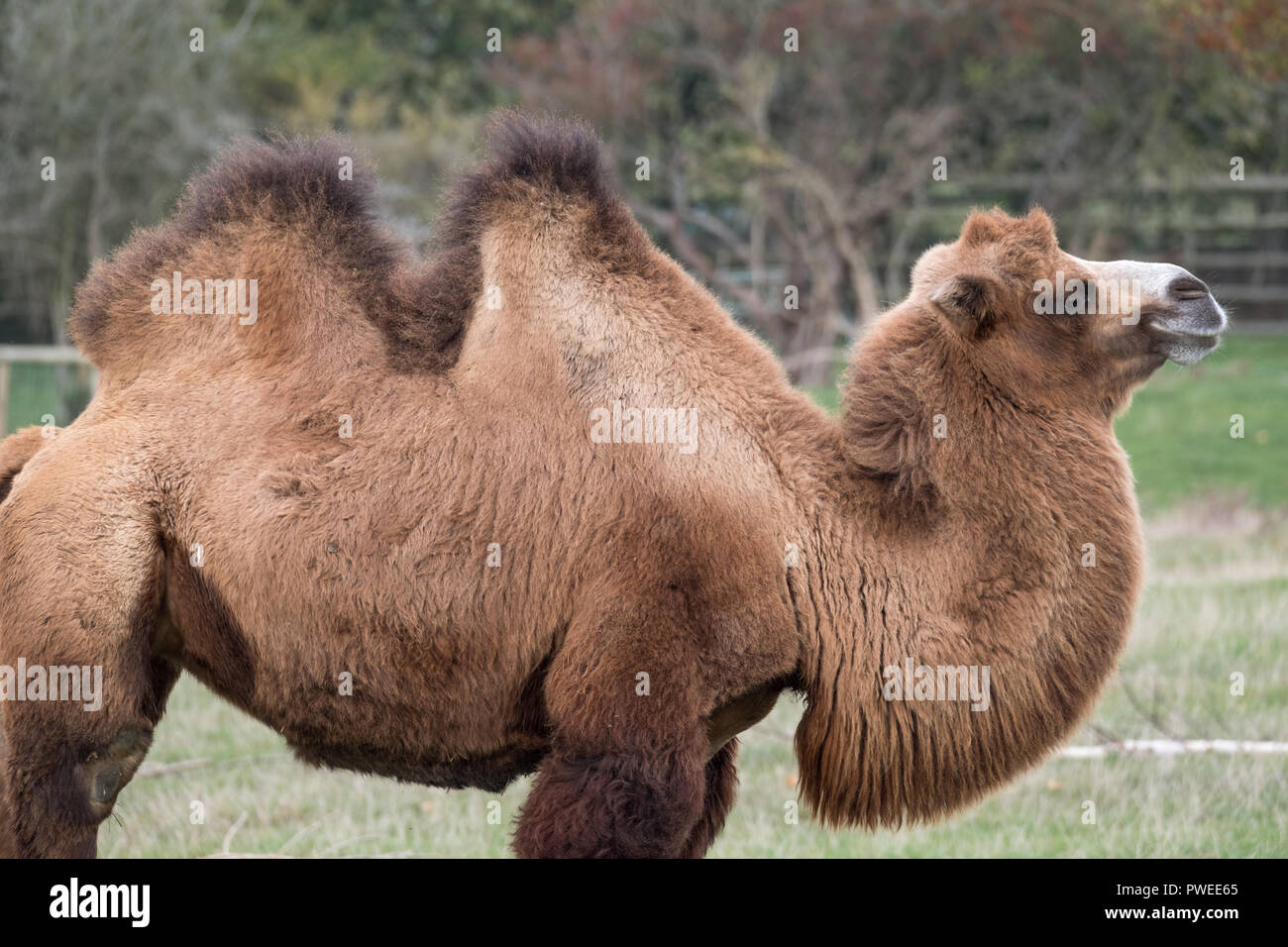 Two humped brown furry bactrian camel photographed at Port Lympne ...