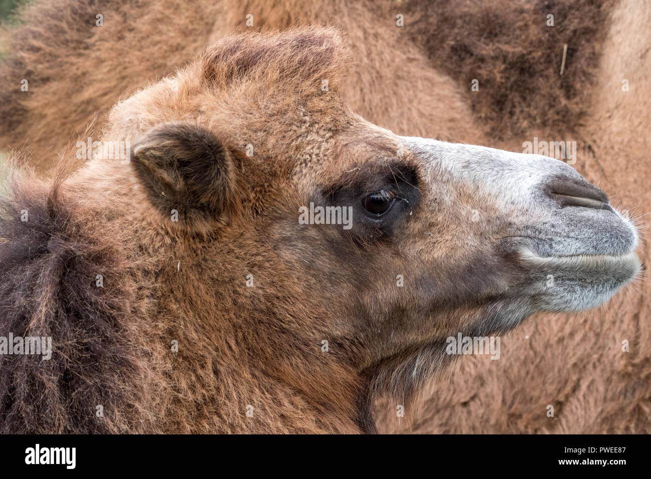 Two humped brown furry bactrian camel photographed at Port Lympne ...
