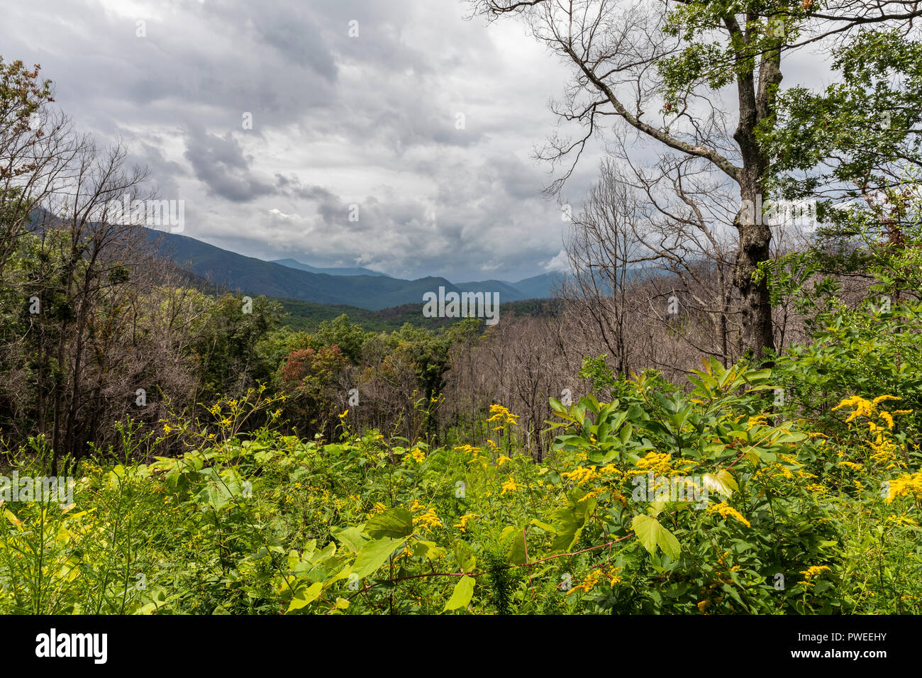 Great smoky mountains wildflowers hi-res stock photography and images ...