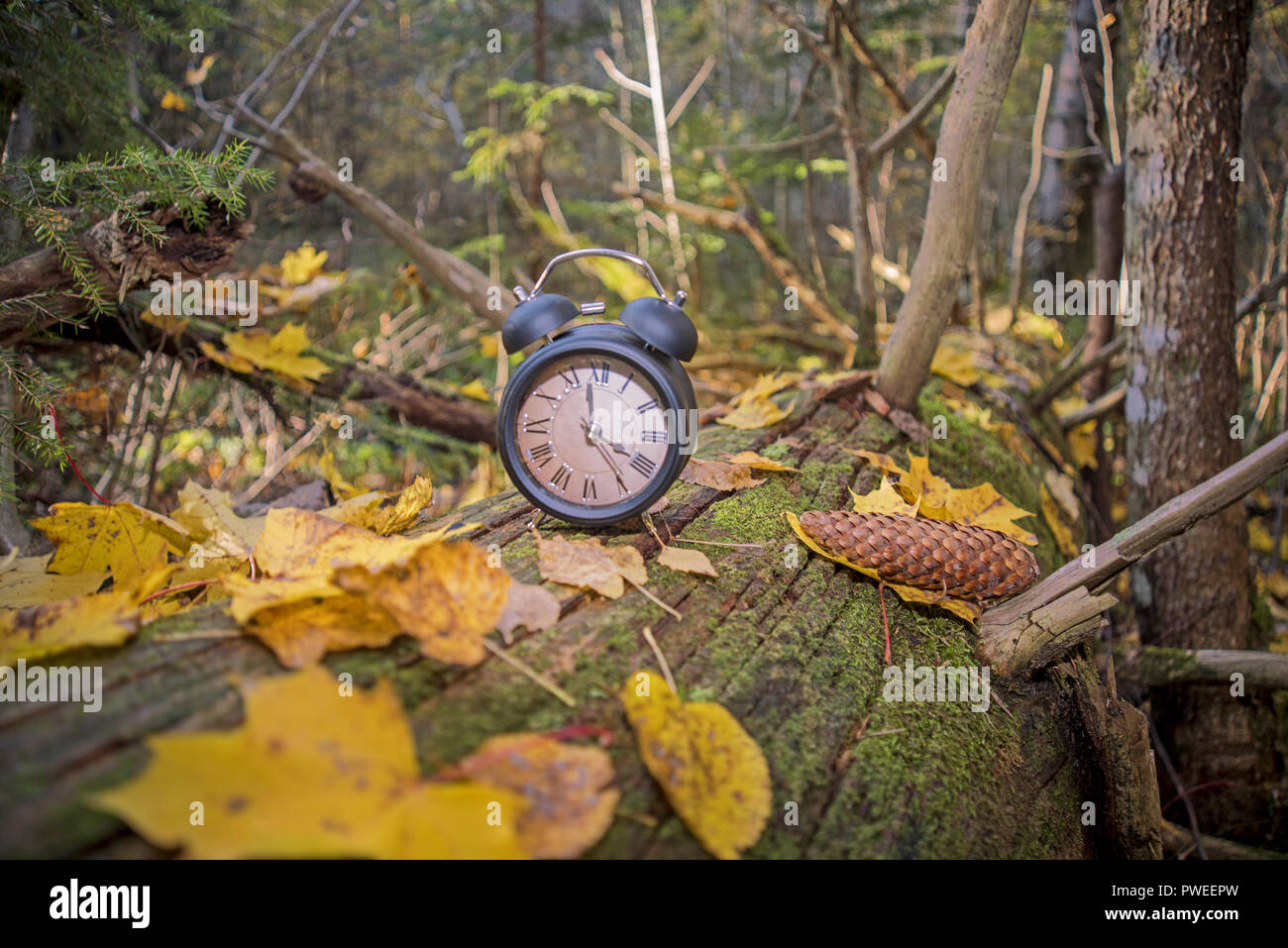 Vintage black alarm clock on autumn leaves. Time change abstract photo ...