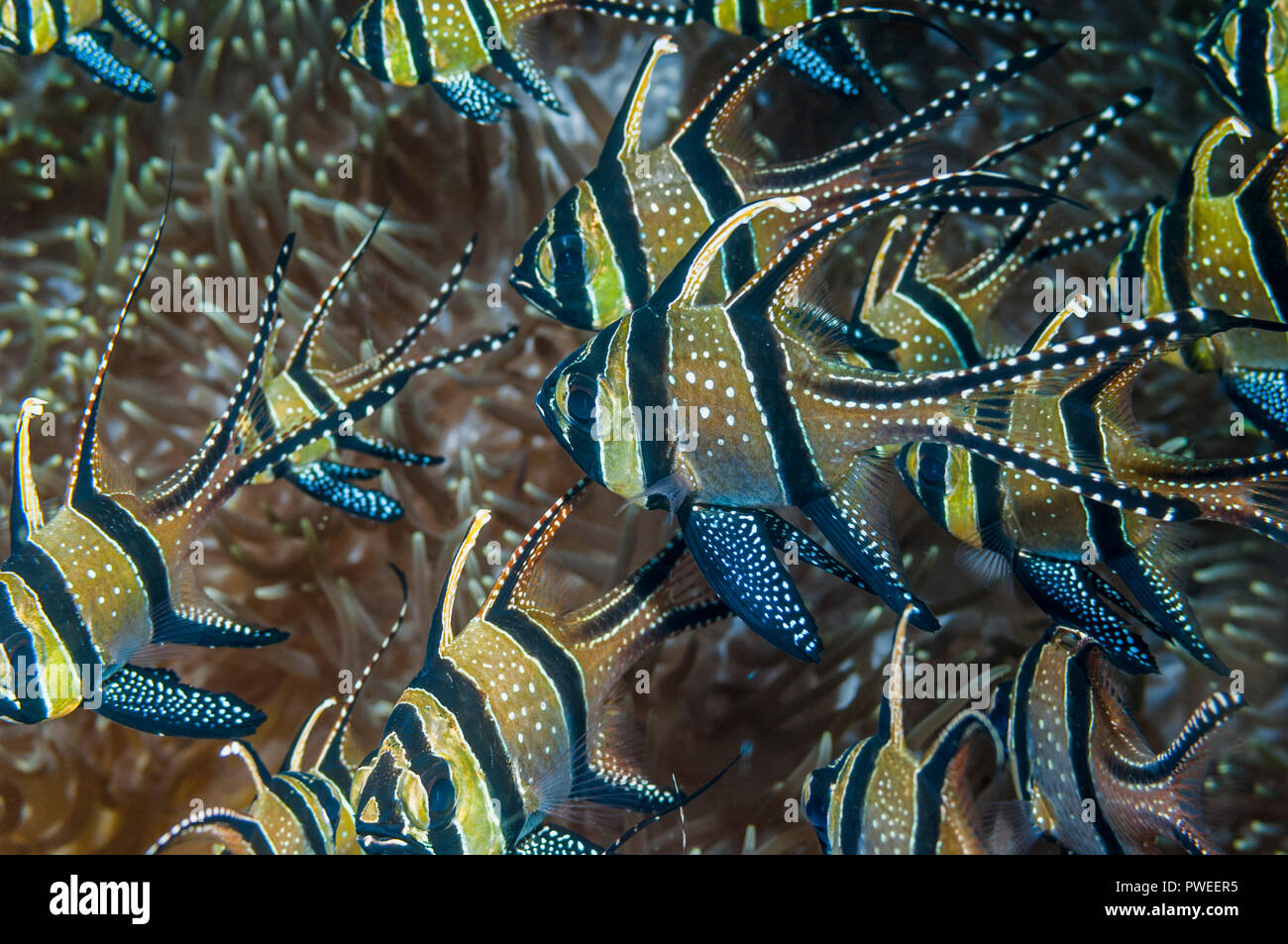 Banggai cardinalfish [Pterapogon kauderni]. Lembeh Strait, North ...
