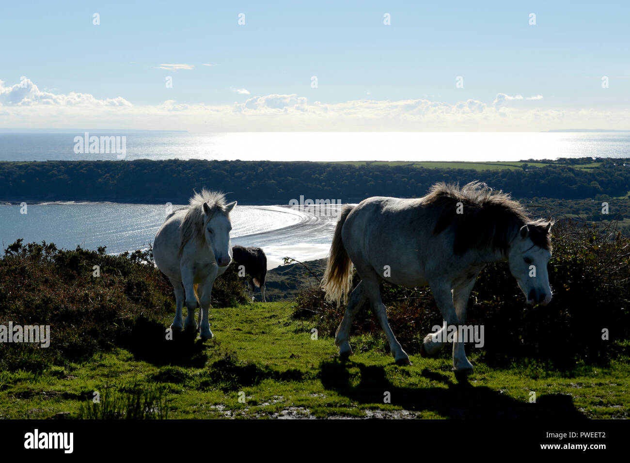 Gower ponies hi-res stock photography and images - Alamy
