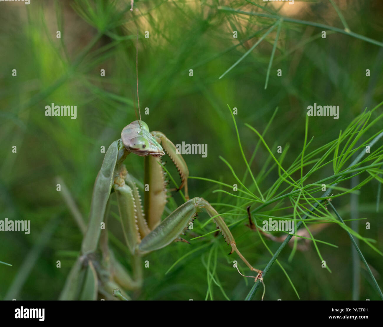 Carolina praying mantis hunting in asparagus fronds Stock Photo - Alamy