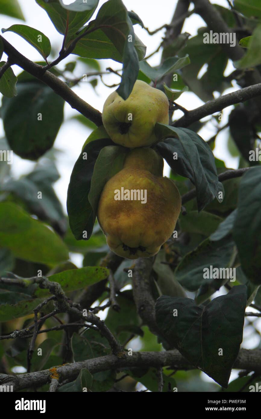 Green Quince fruit hanging on a Quince tree Stock Photo - Alamy