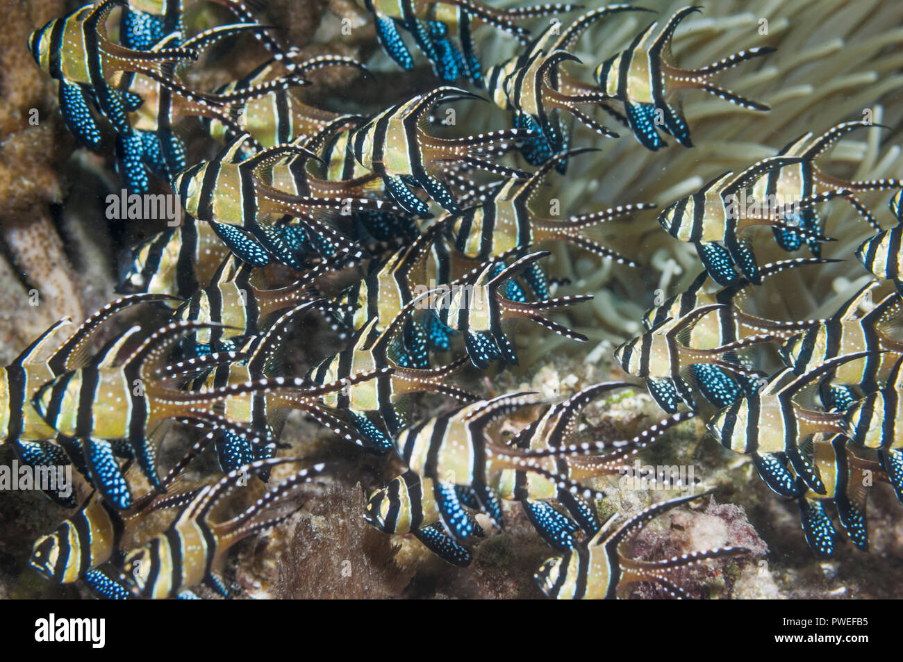 Banggai cardinalfish [Pterapogon kauderni]. Lembeh Strait, North ...