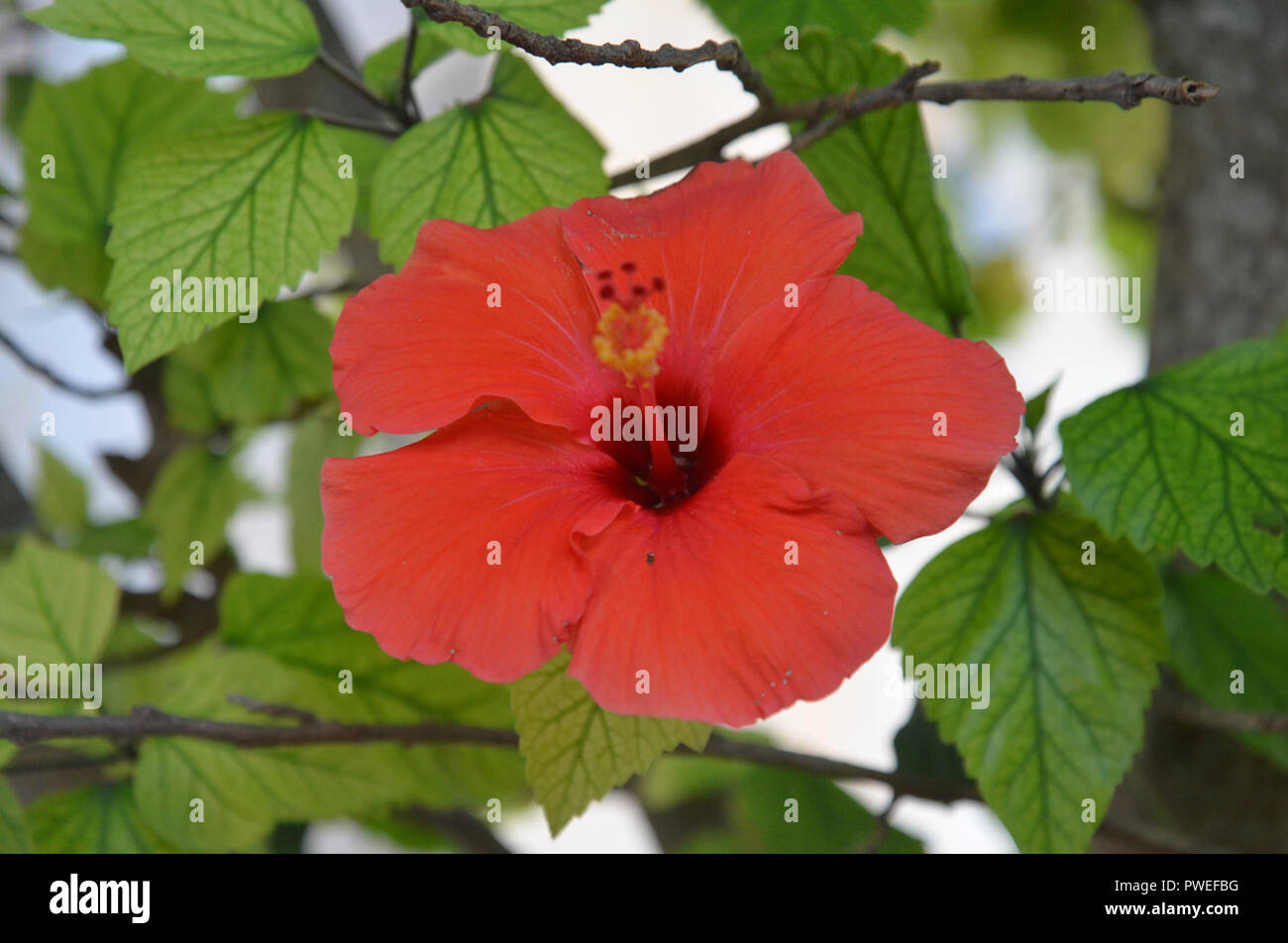 Maltese Leaf High Resolution Stock Photography and Images - Alamy