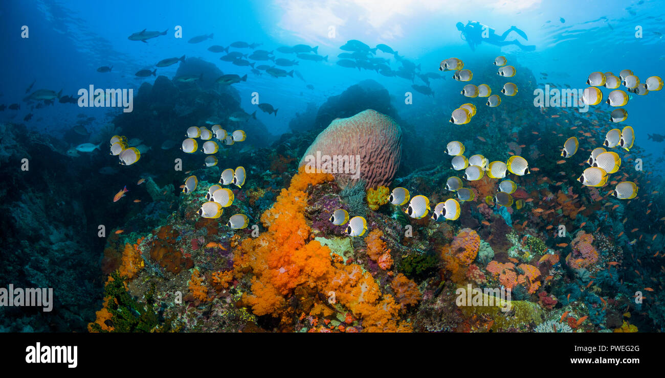 Fish underwater scenery hi-res stock photography and images - Alamy