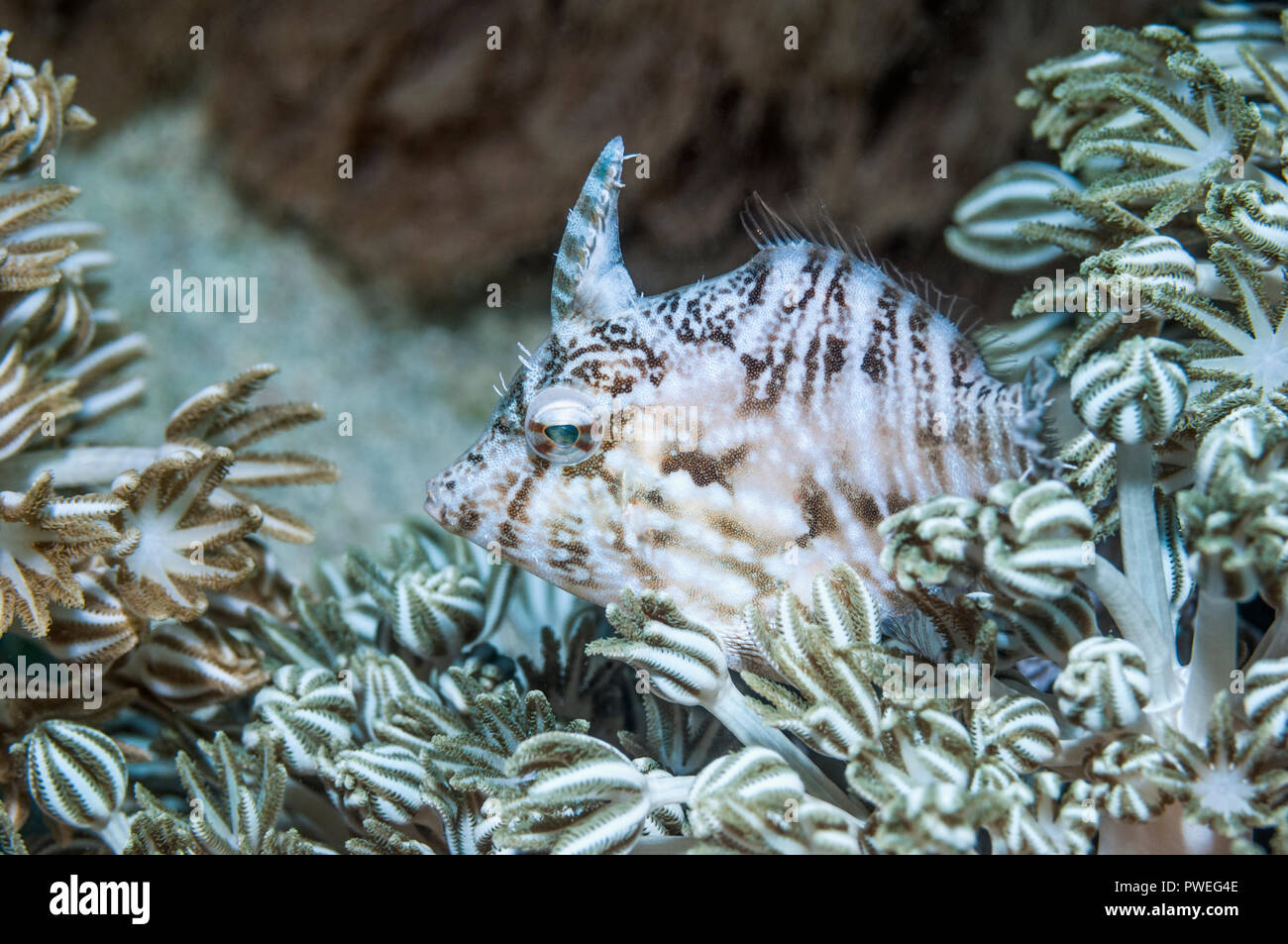 Radial filefish [Acreichthys radiatus] amongst soft coral polyps [Xenia ...
