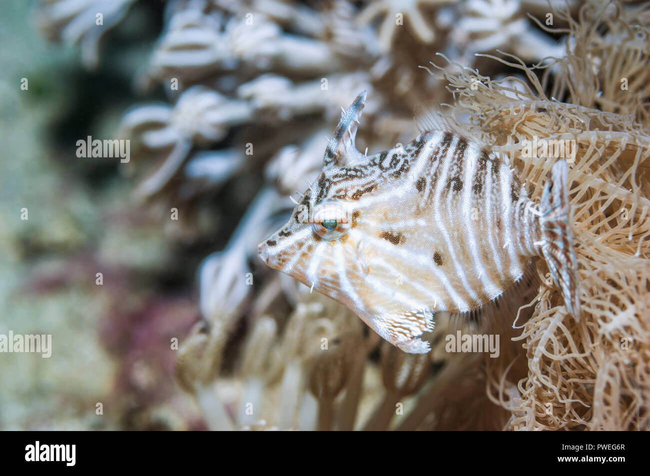Radial filefish [Acreichthys radiatus] amongst soft coral polyps [Xenia ...
