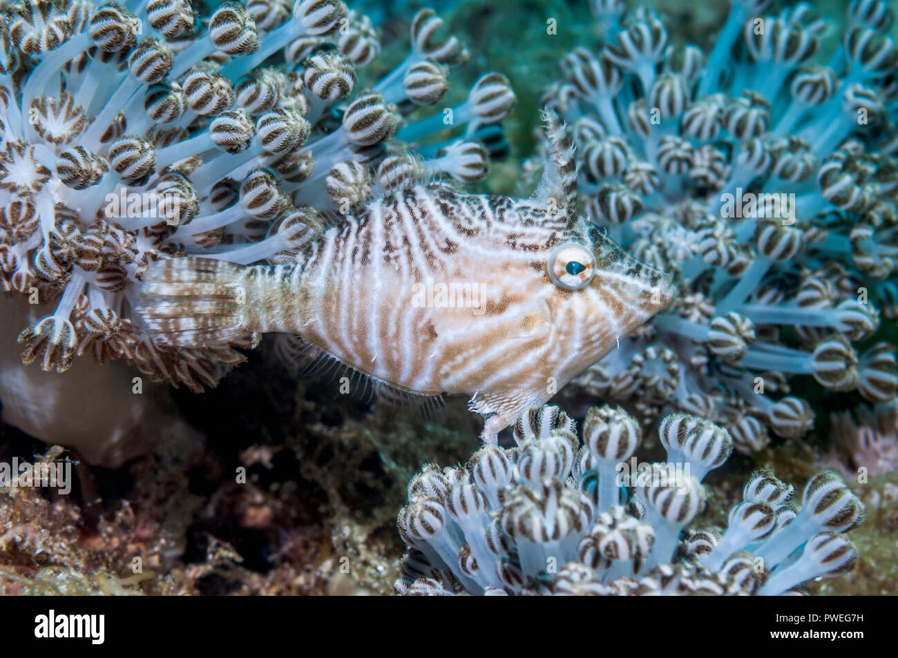 Filefish coral reef hi-res stock photography and images - Alamy