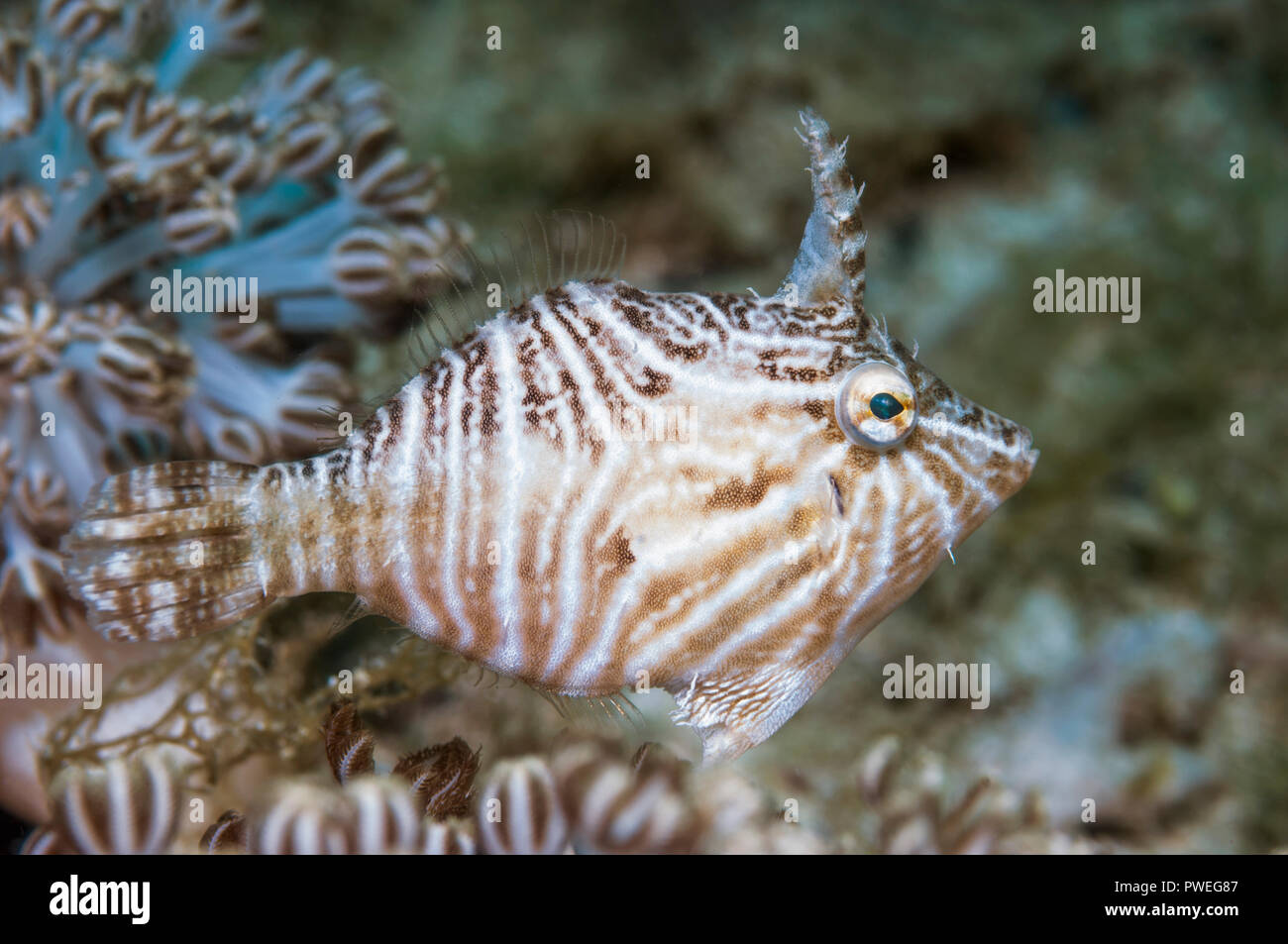 Filefish coral reef hi-res stock photography and images - Alamy