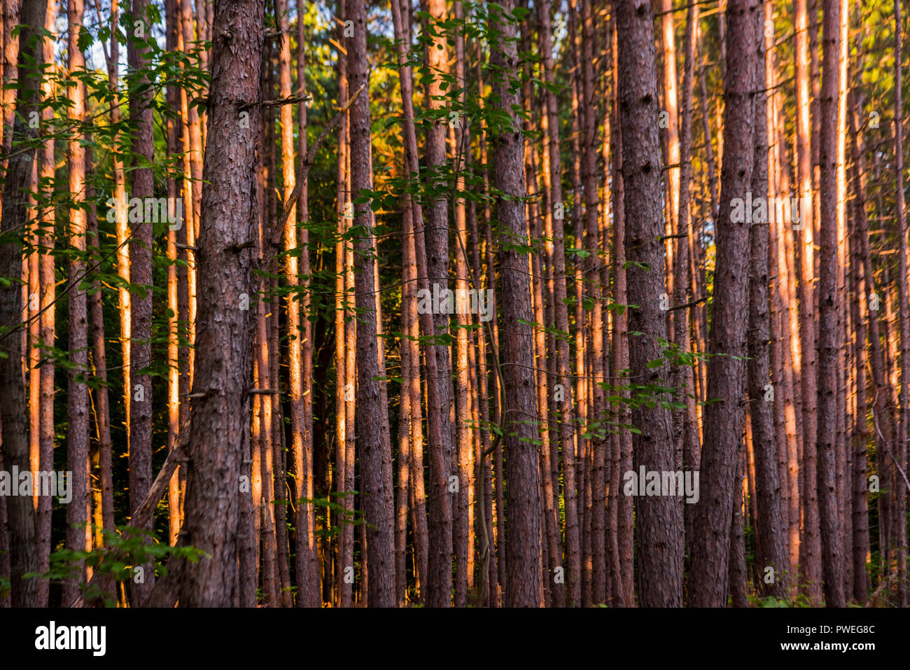 Fir aconsinnd pine trees in Northern Wis Stock Photo - Alamy
