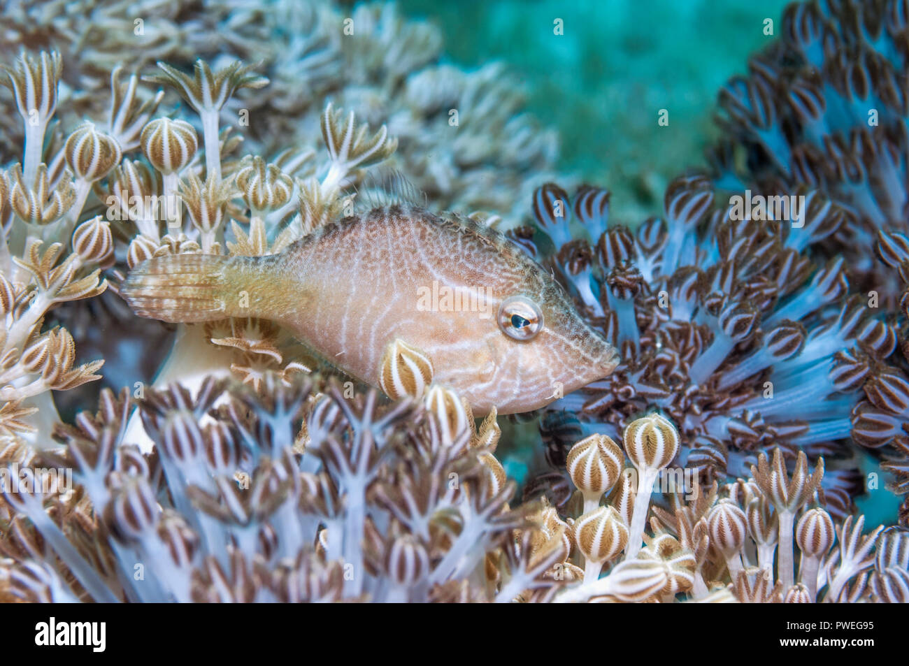 Filefish coral reef hi-res stock photography and images - Alamy
