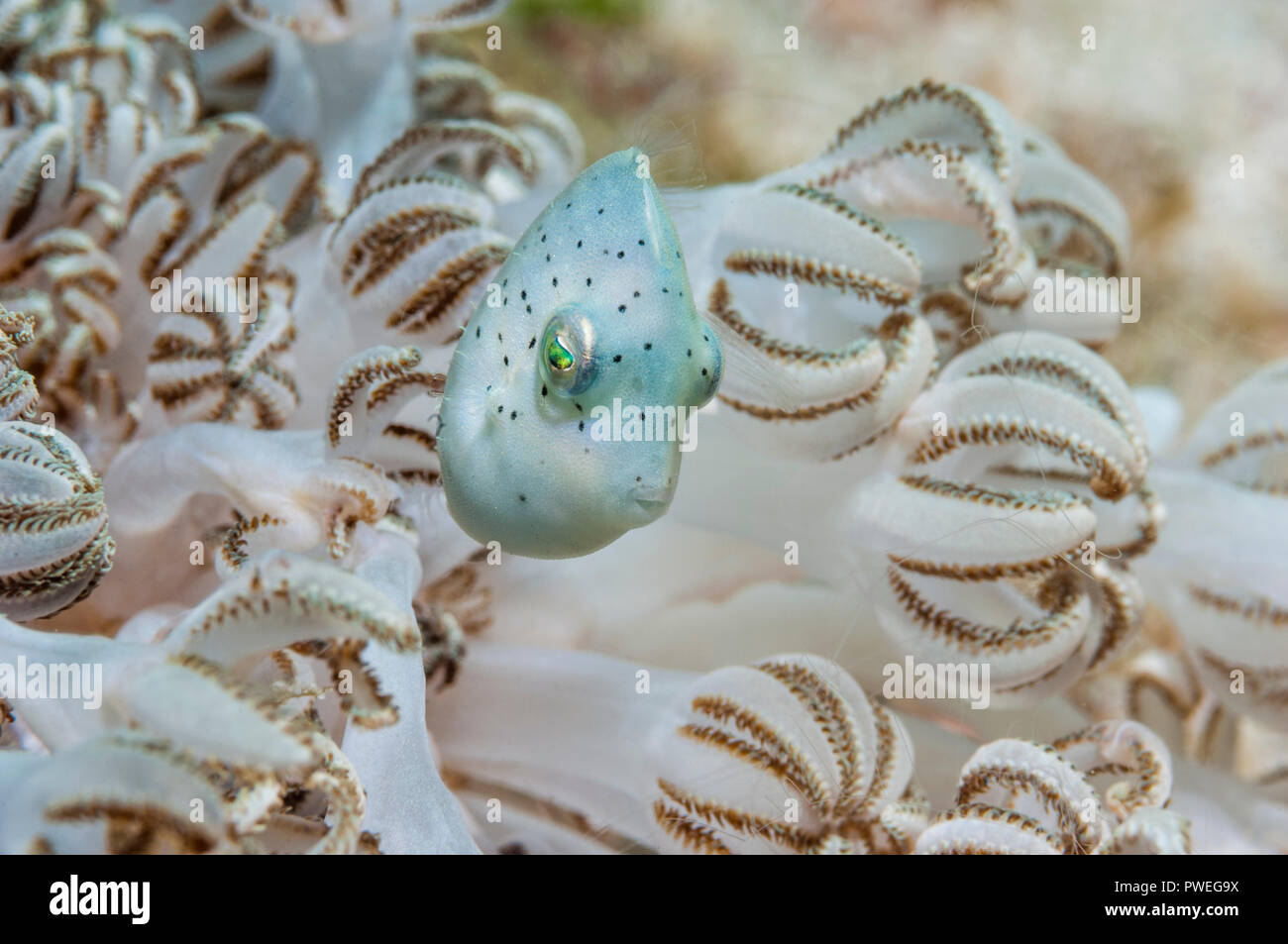 Xenia sp hi-res stock photography and images - Alamy