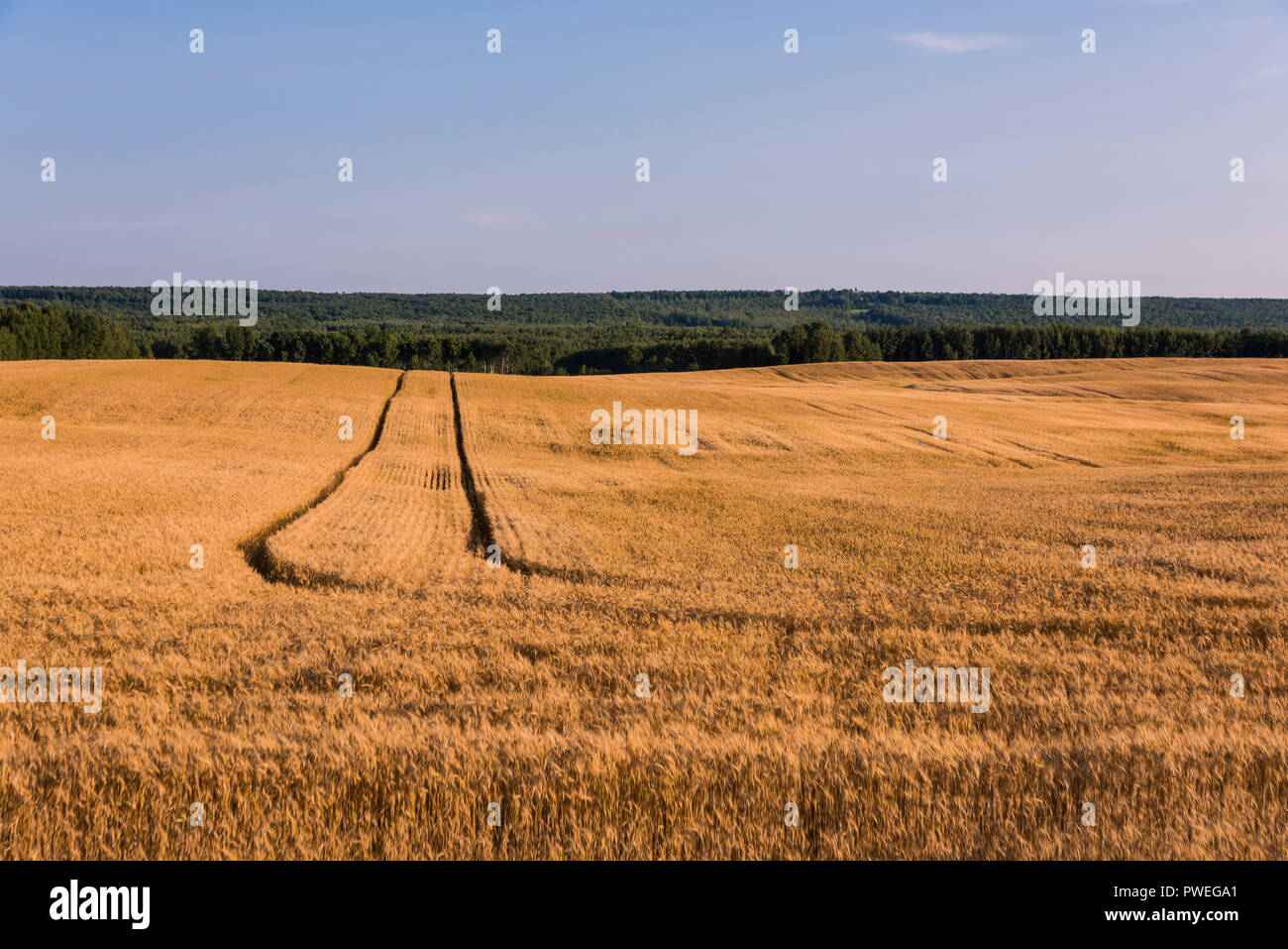 Wheat field in Northern Wisconsin Stock Photo - Alamy