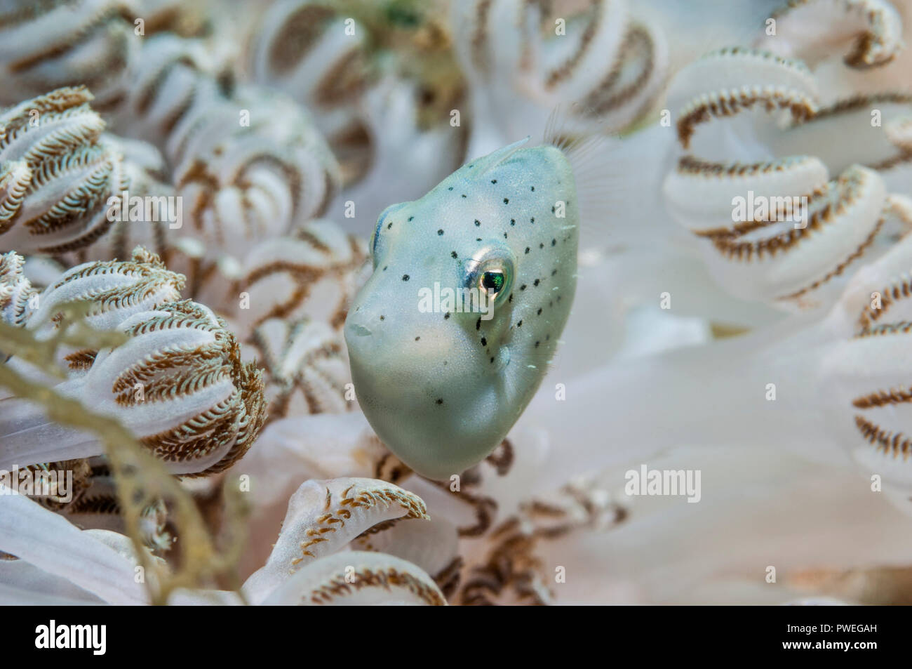 Pufferfile fish hi-res stock photography and images - Alamy