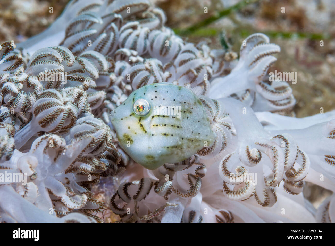 Xenia sp hi-res stock photography and images - Alamy