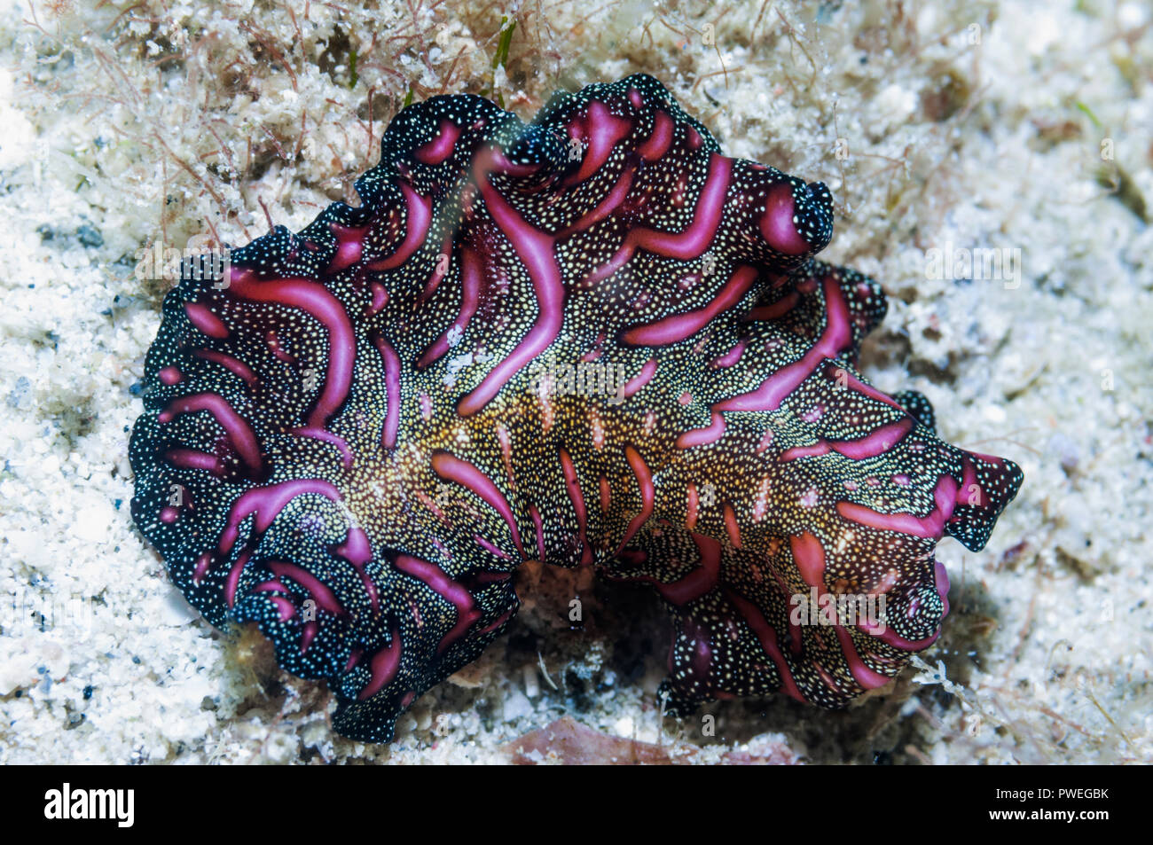 Flatworm not islc hi-res stock photography and images - Alamy