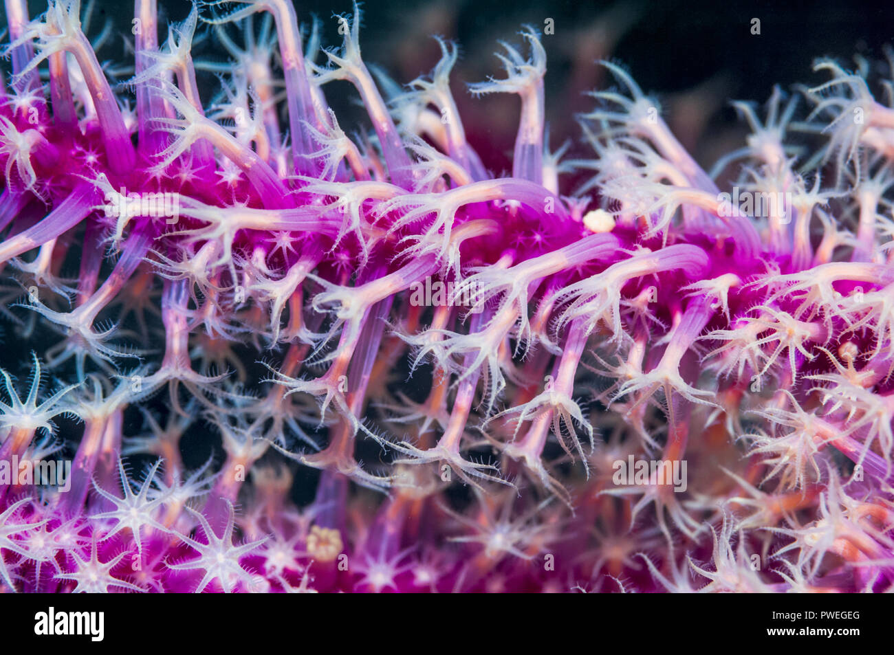 Polyps on gorgonian fan coral [Paraplexaura cimenia]. West Papua ...