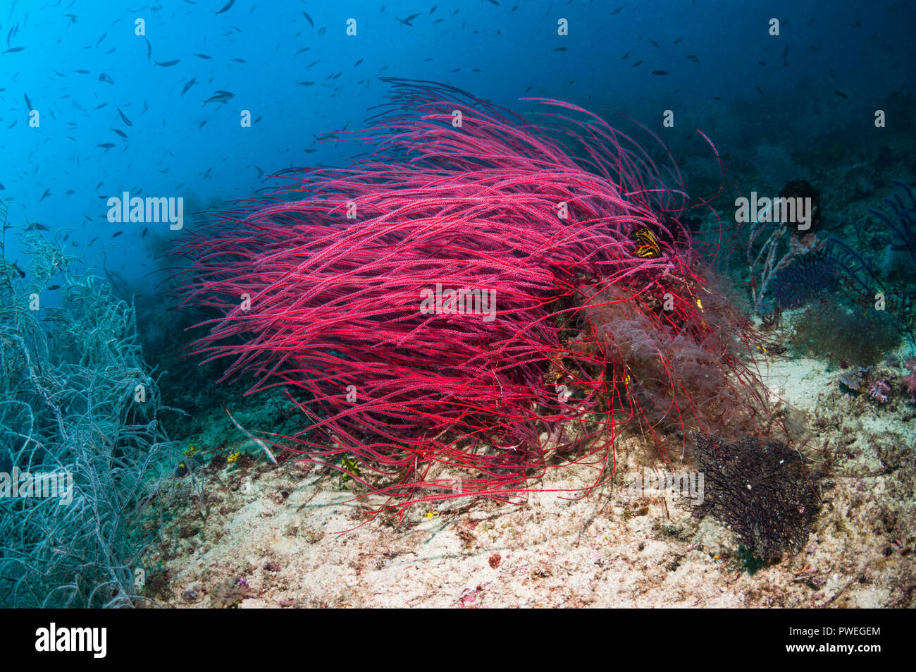Gorgonian fan on coral reef. West Papua, Indonesia Stock Photo - Alamy