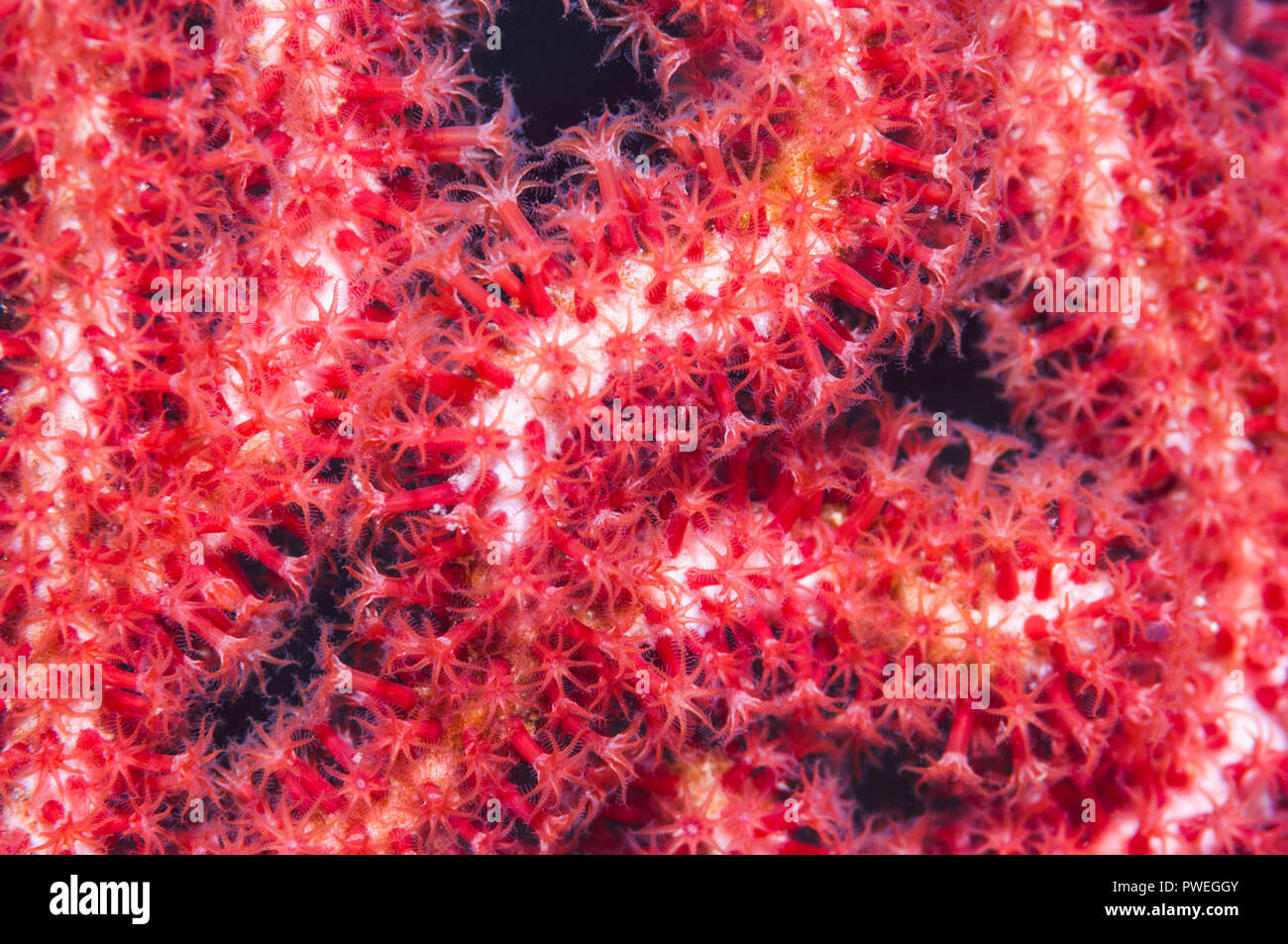 Polyps on gorgonian fan coral [Paraplexaura cimenia]. West Papua ...