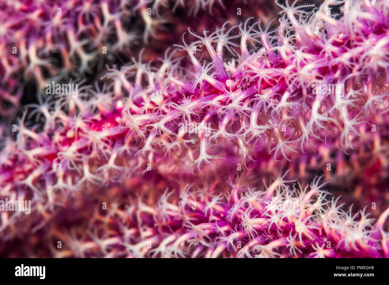 Polyps on gorgonian fan coral [Paraplexaura cimenia]. West Papua ...