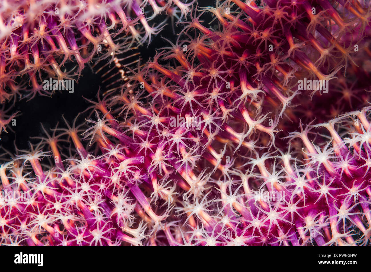 Polyps on gorgonian fan coral [Paraplexaura cimenia]. West Papua ...