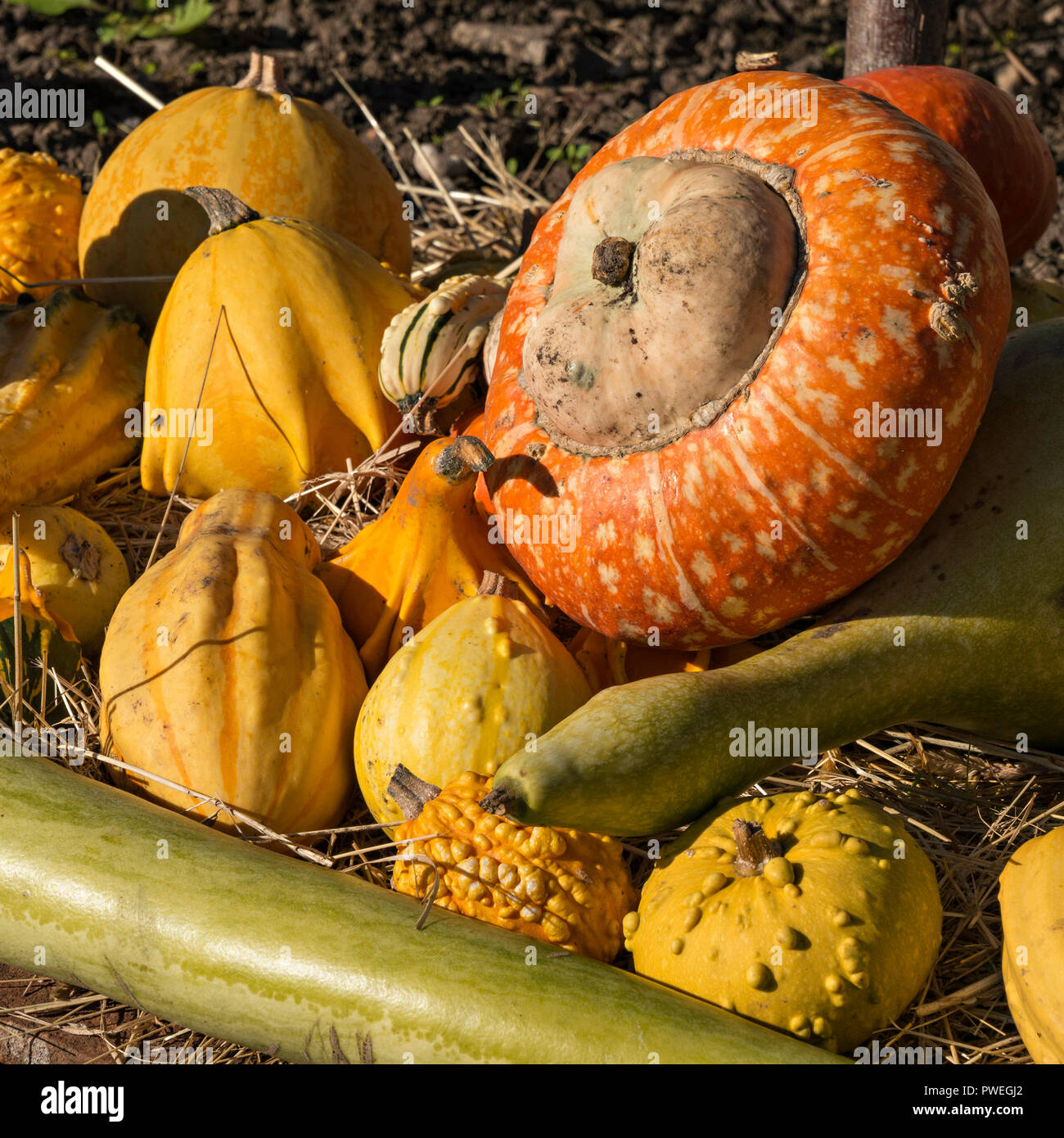 Coloured gourds hi-res stock photography and images - Alamy