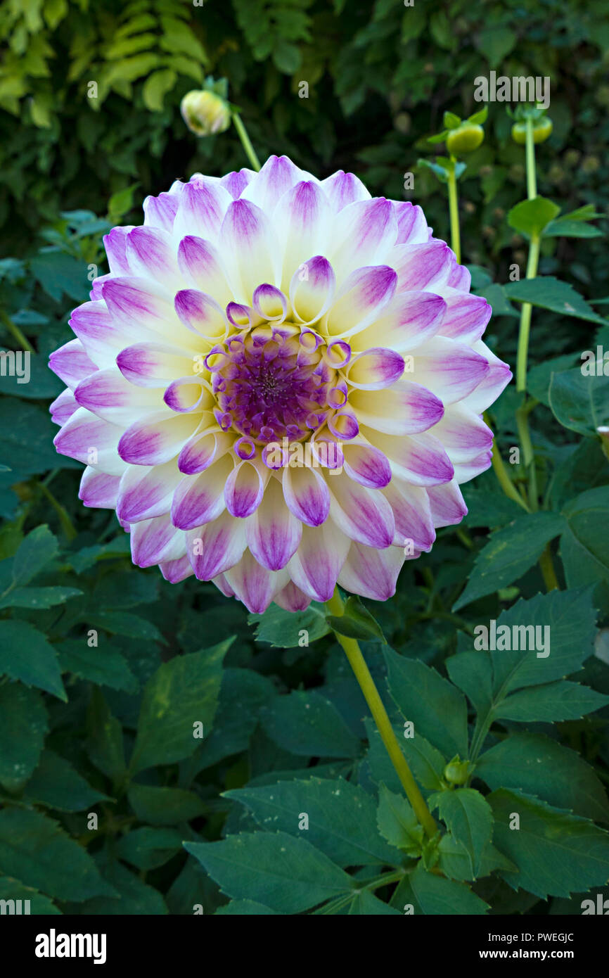 Closeup of single white and purple "Formby Art" Dahlia flower, England ...