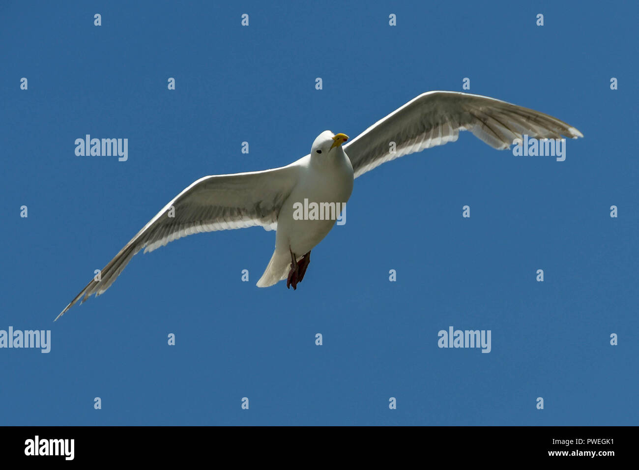 Large seagull in flight isolated against a deep blue sky with space for ...