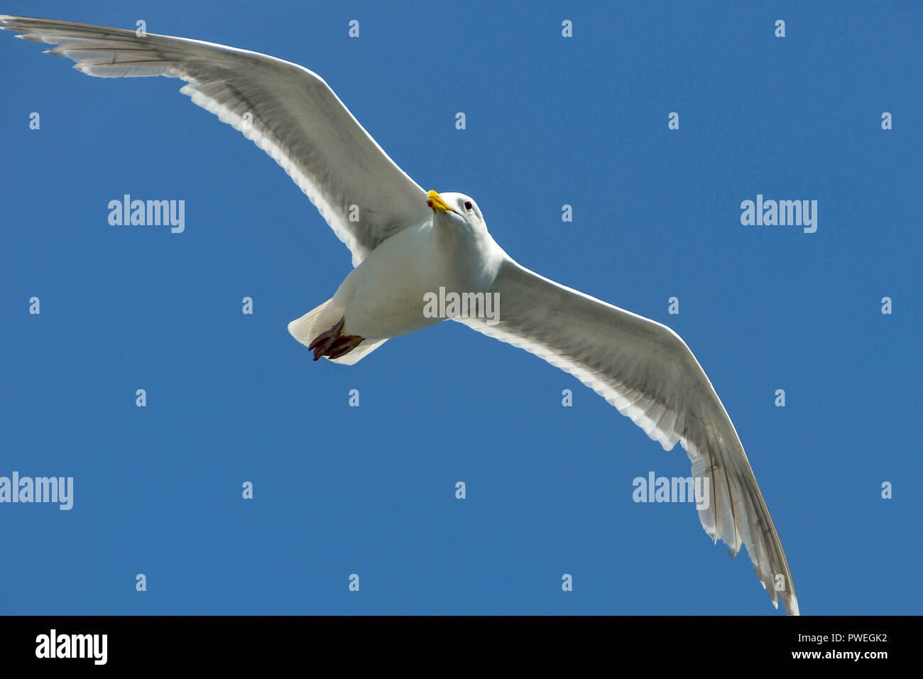 Large seagull in flight isolated against a deep blue sky with space for ...