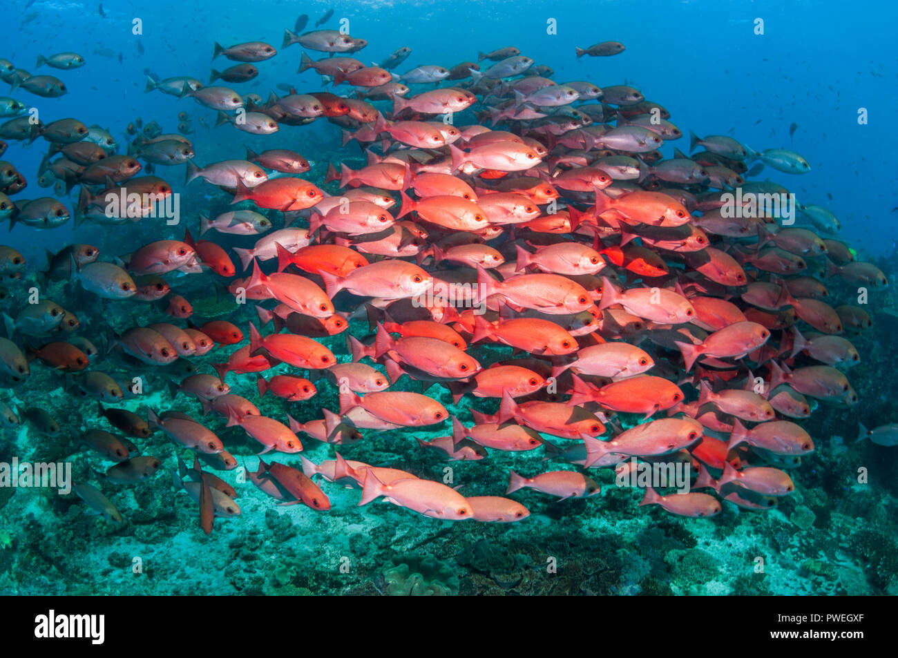 Pinjalo snapper indonesia hi-res stock photography and images - Alamy