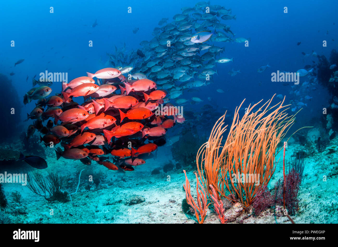 Shoal of Slender pinjalo snappers, White-spot pinjalo snapper or Red ...